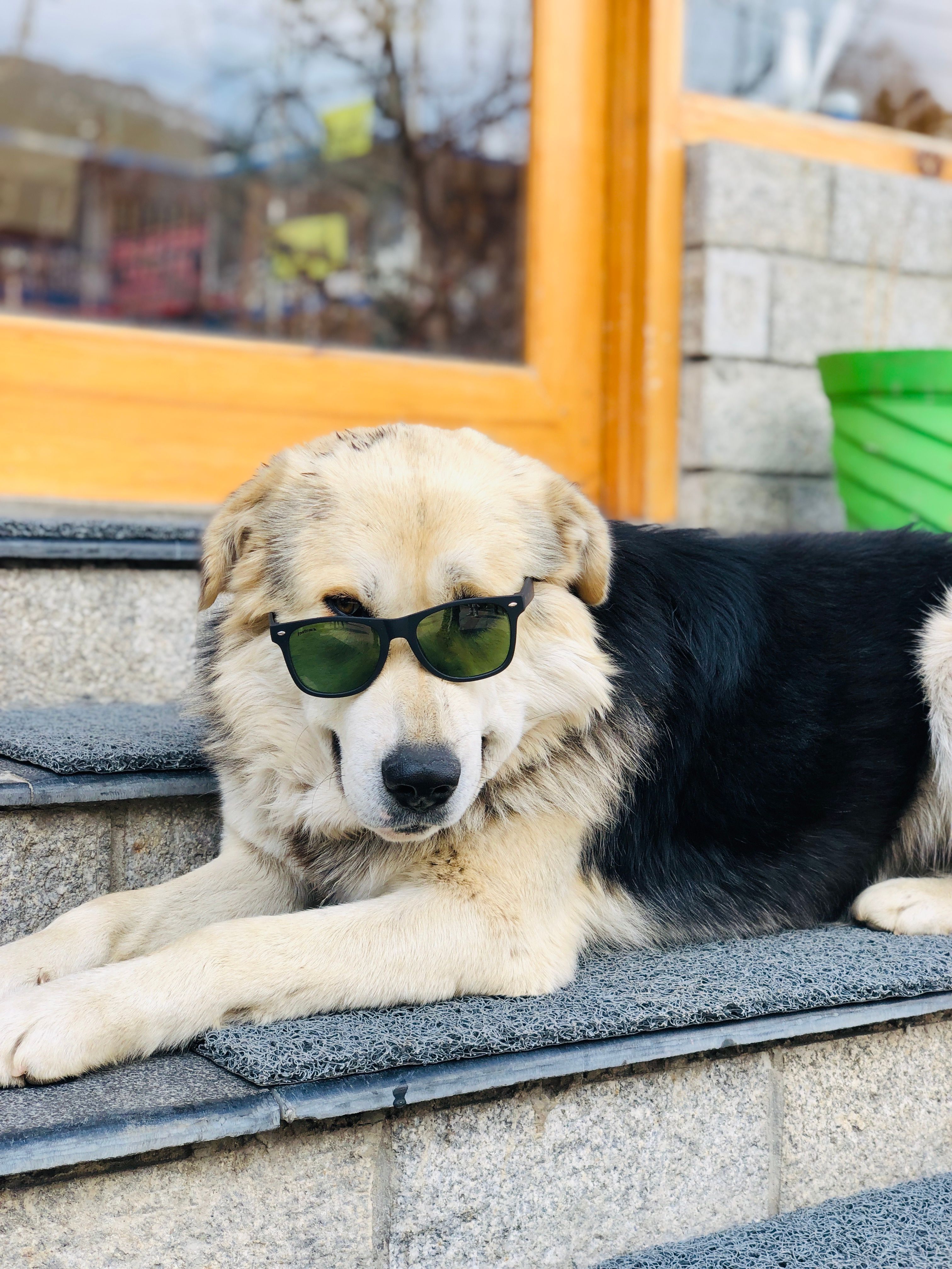 Cool Dog Relaxing on Steps with Sunglasses · Free Stock Photo