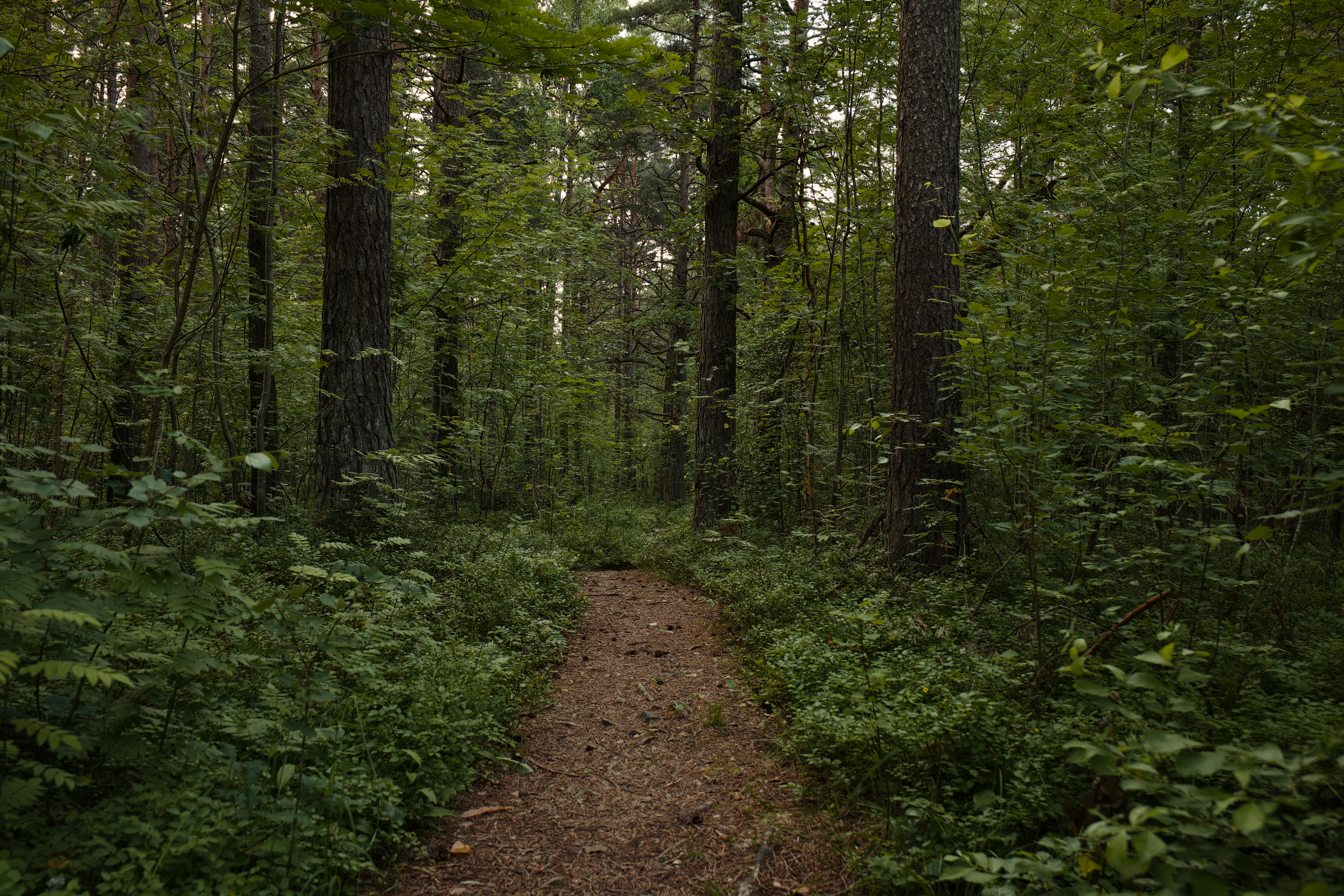 Serene Hiking Path Through Lush Green Forest · Free Stock Photo