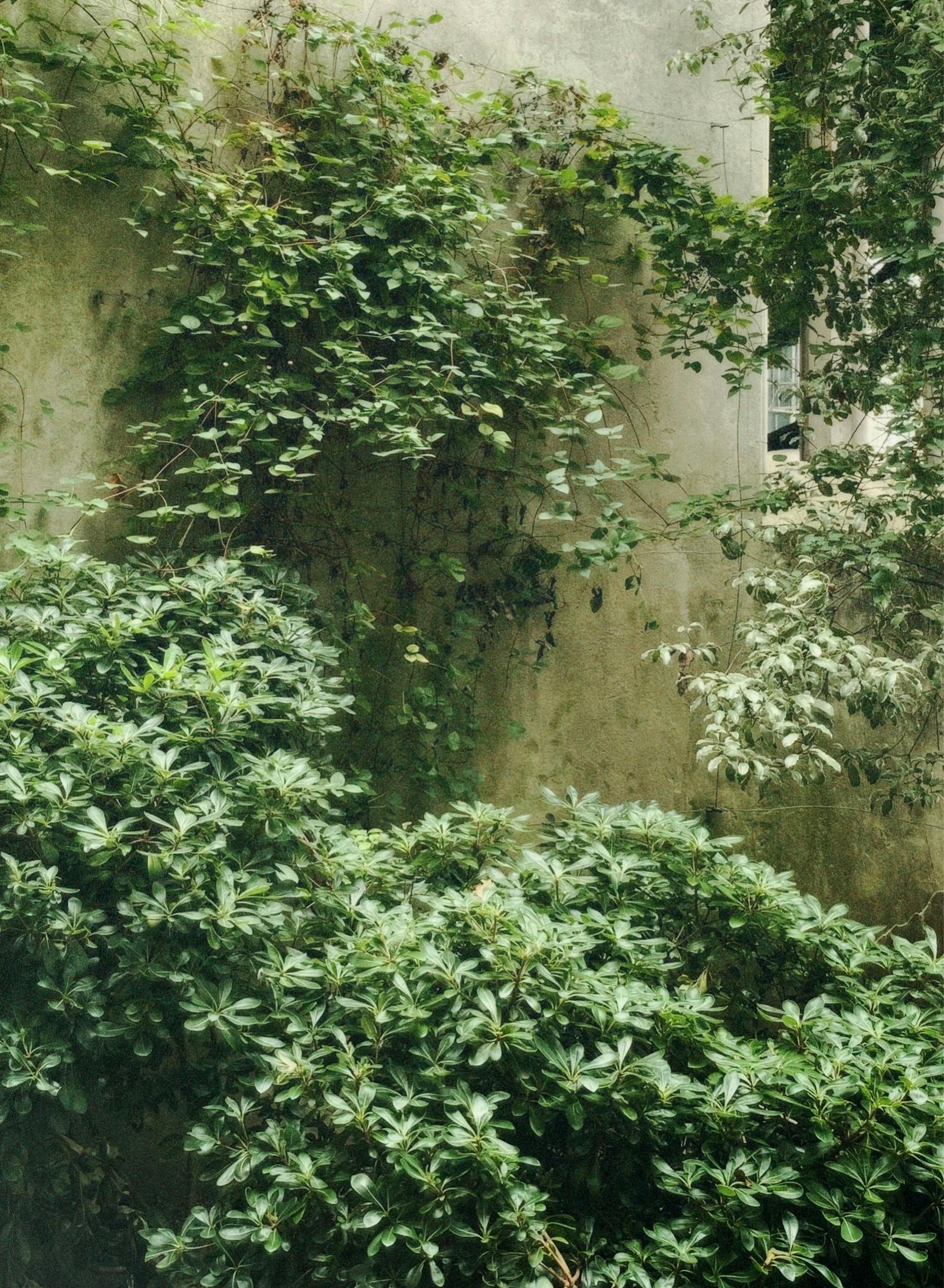 Wall Piopi Photos, Download The BEST Free Wall Piopi Stock Photos & HD ...