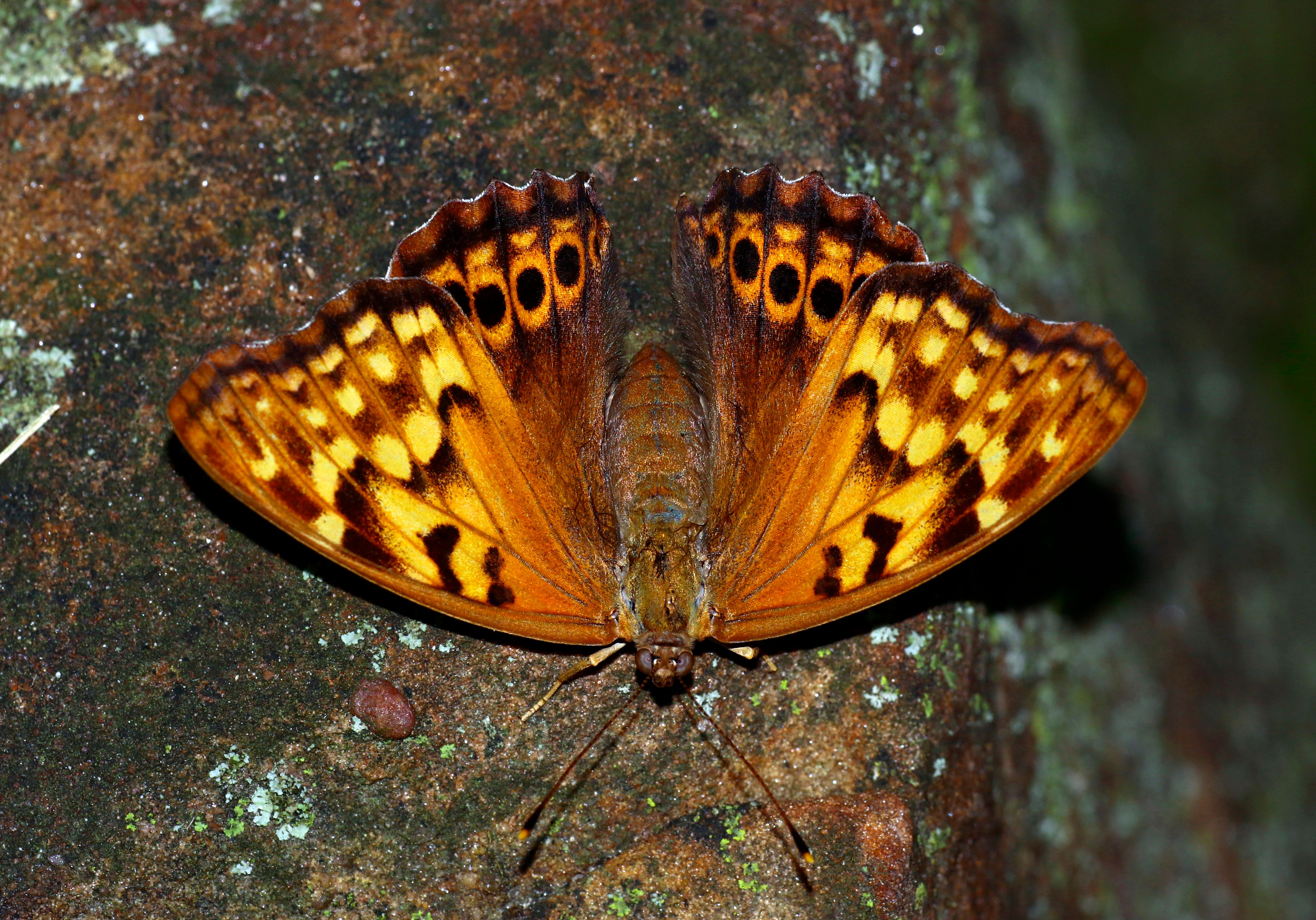 Close-up Photography of Atlas Moth · Free Stock Photo