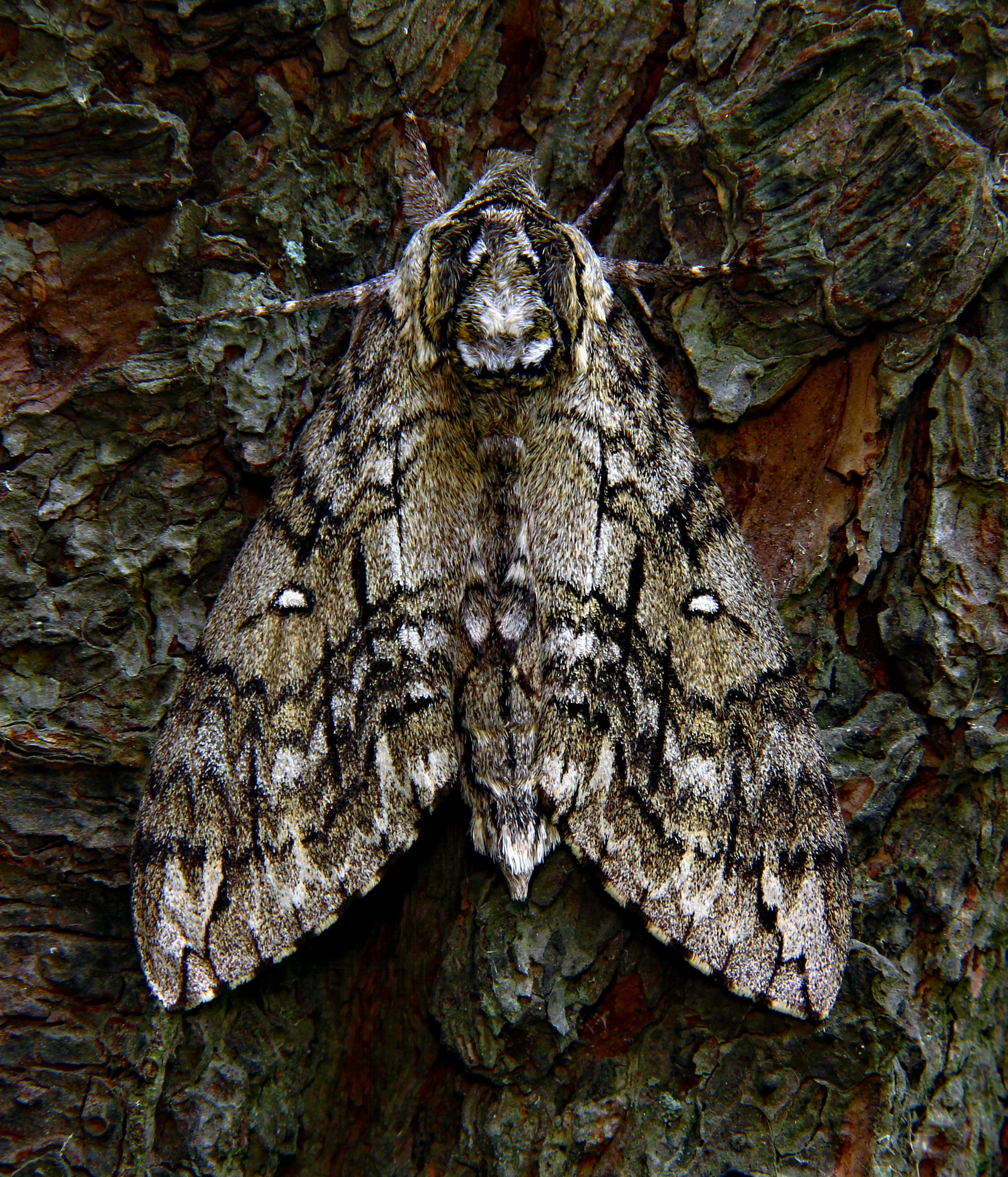 Close-up of a Camouflaged Moth on Tree Bark · Free Stock Photo