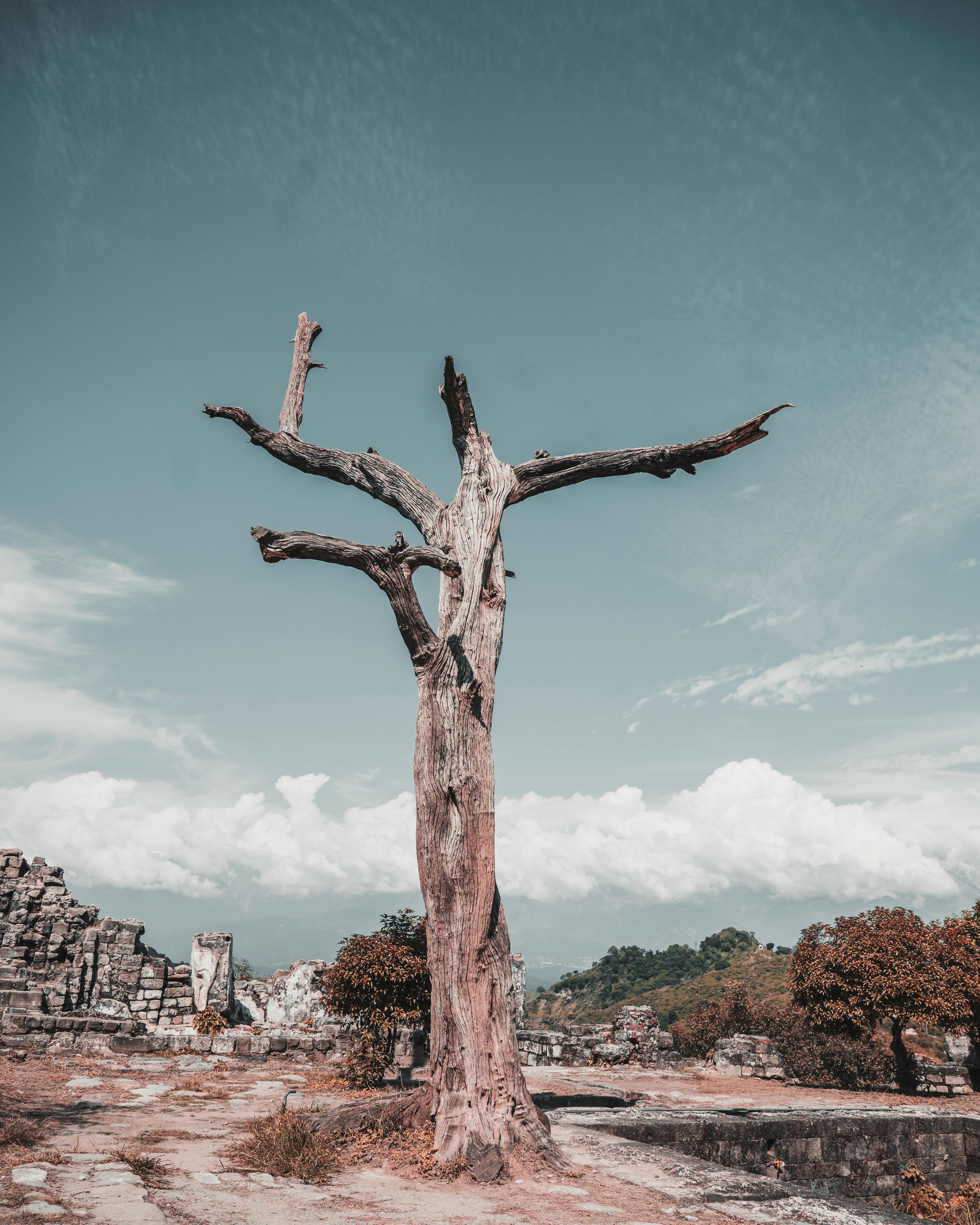 Brown and Black Leafless Tree · Free Stock Photo