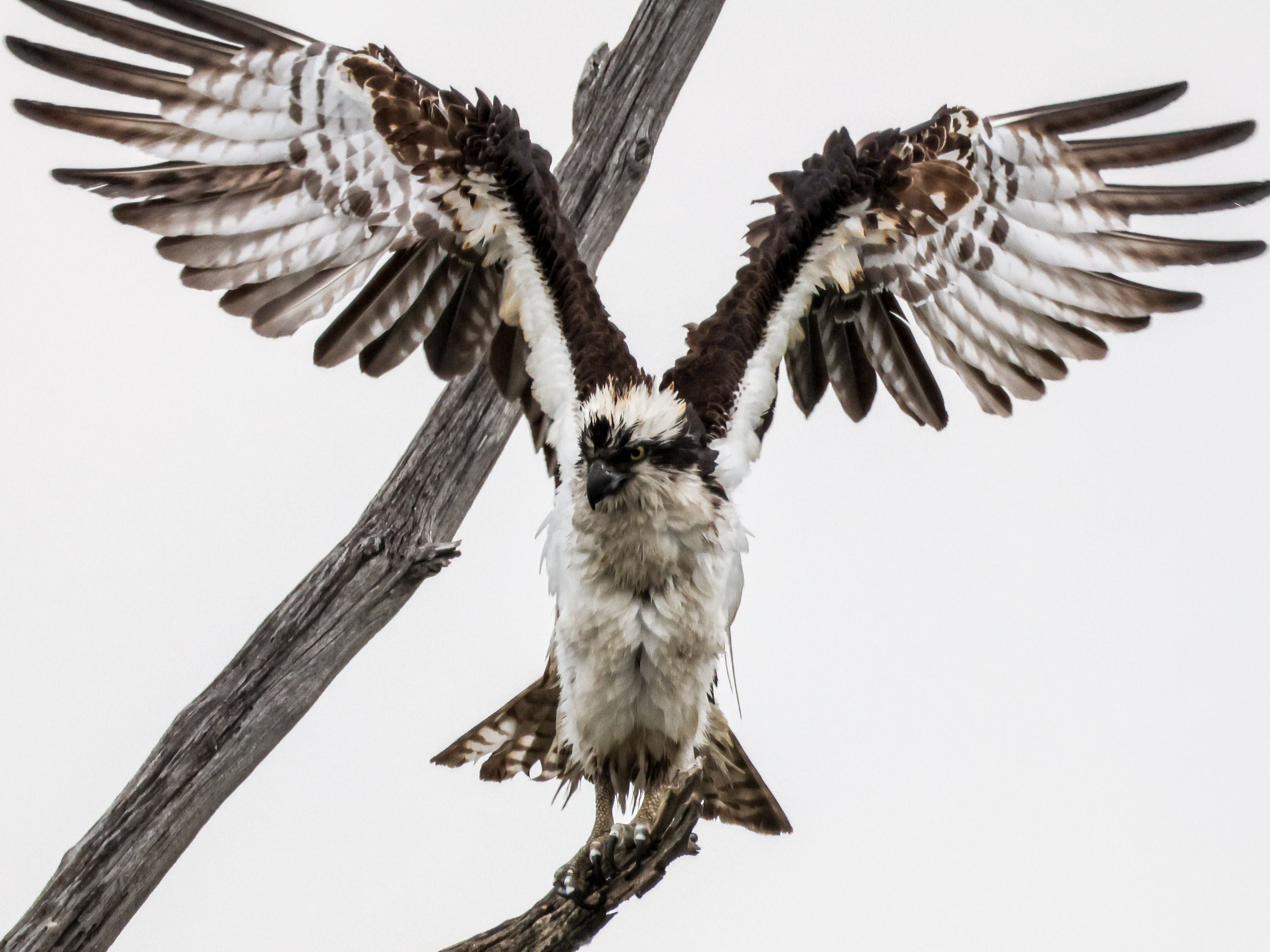Osprey with Wings Spread on Tree Branch · Free Stock Photo