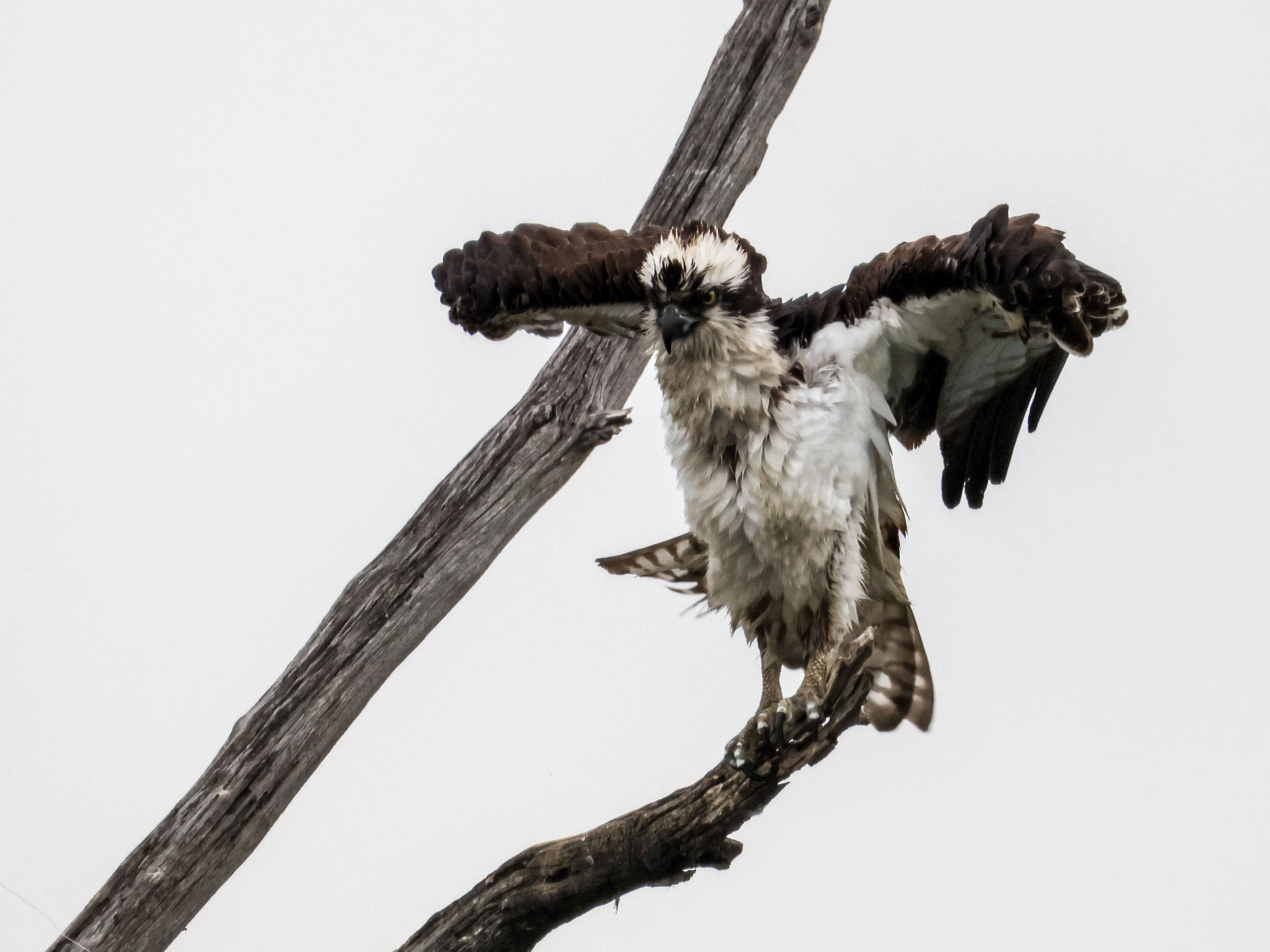 Osprey with Wings Spread on Tree Branch · Free Stock Photo