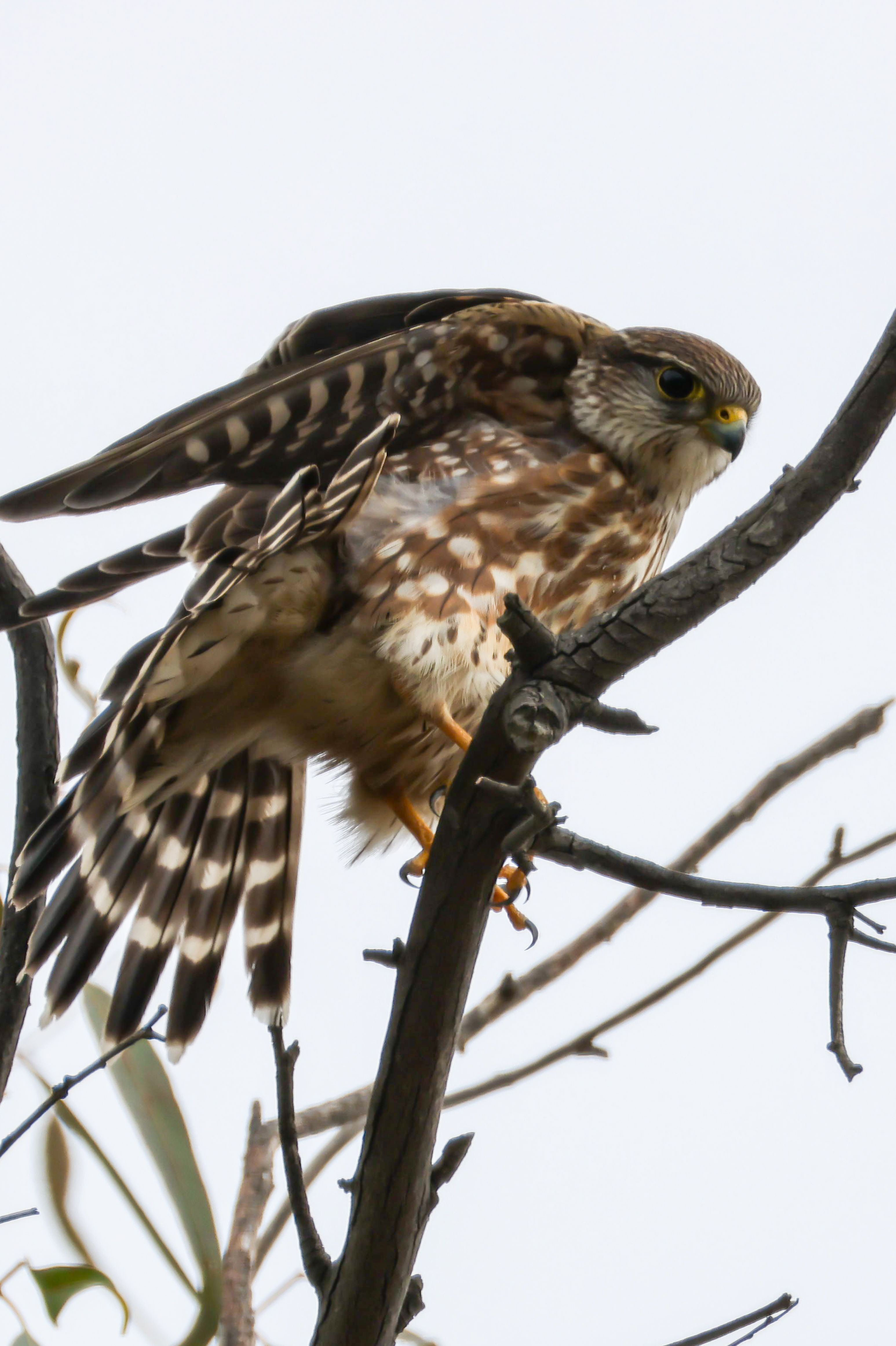 Merlin Falcon Perched on Tree Branch · Free Stock Photo