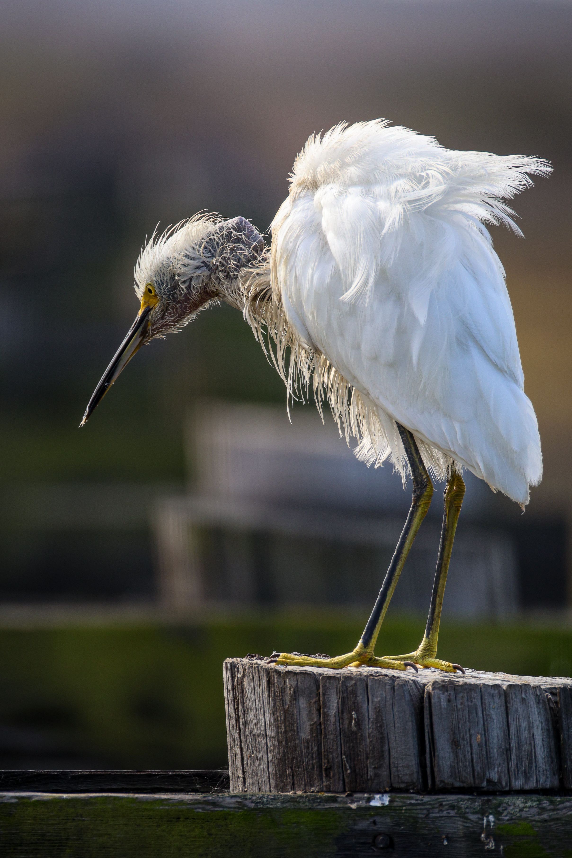 Elegant Egret Posing on Wooden Post at Sunset · Free Stock Photo