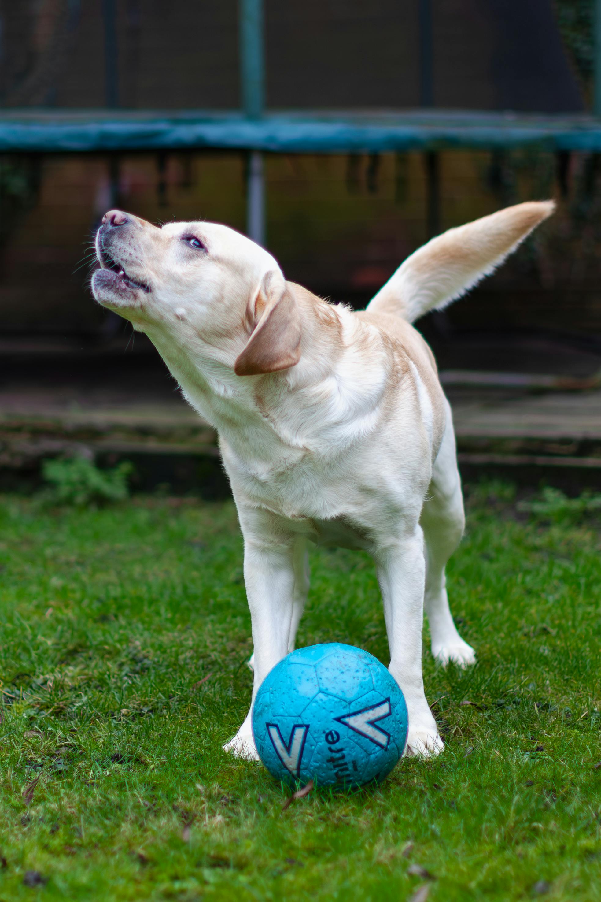 Labrador Retriever with Ball in Garden · Free Stock Photo