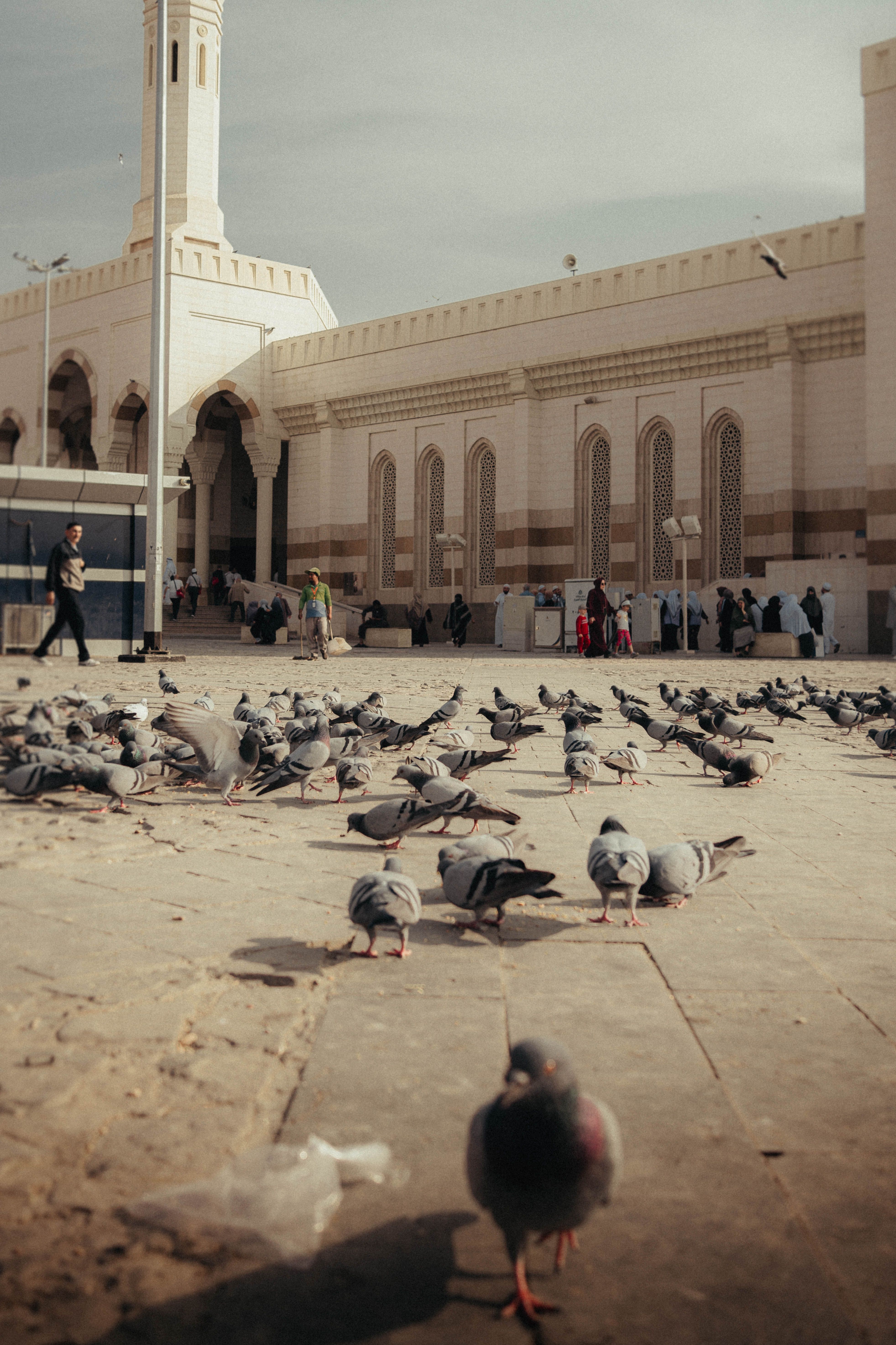 Pigeons at Mosque Entrance in Sunny Day · Free Stock Photo