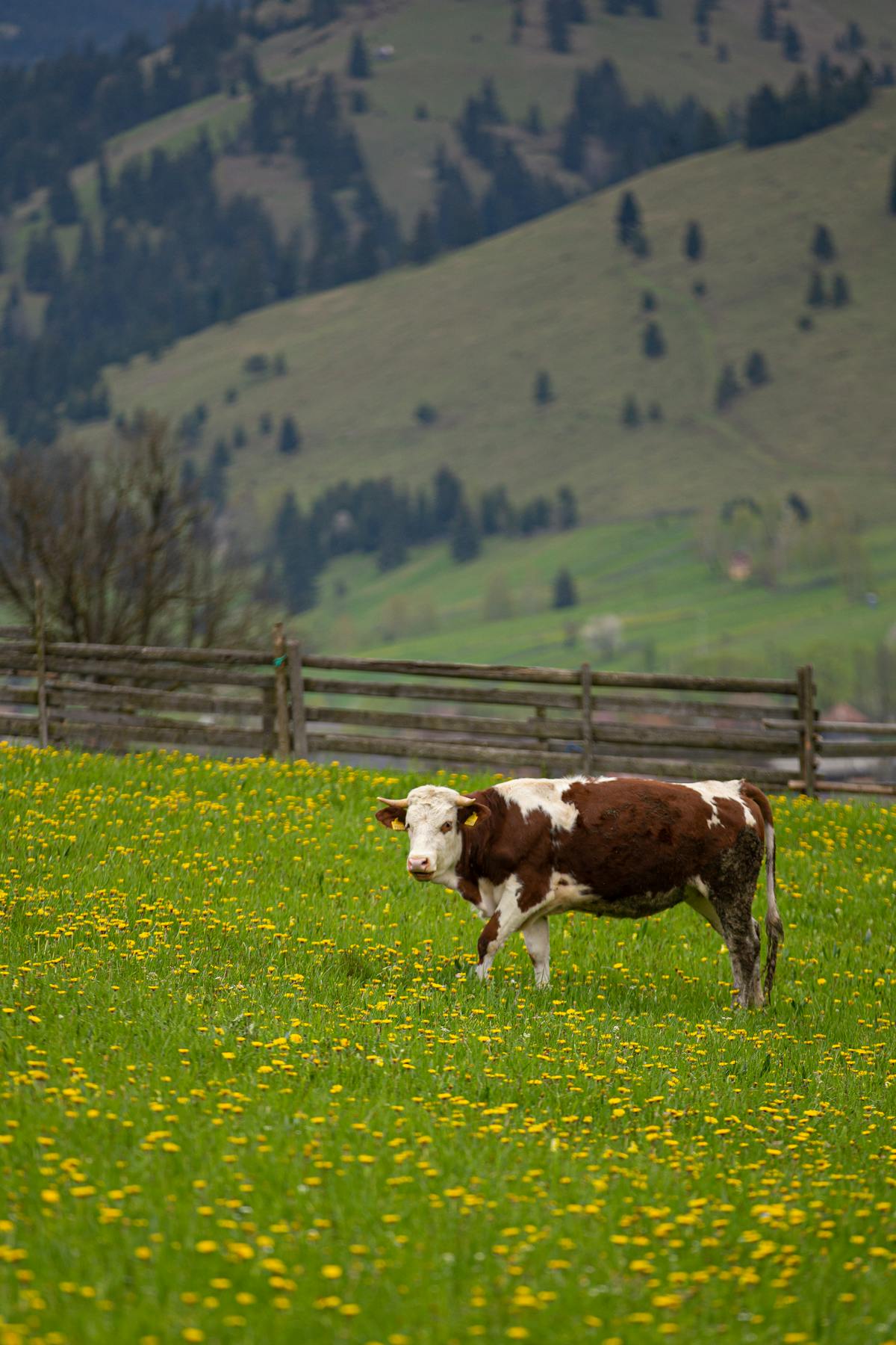 Land Chut Photos, Download The BEST Free Land Chut Stock Photos & HD Images