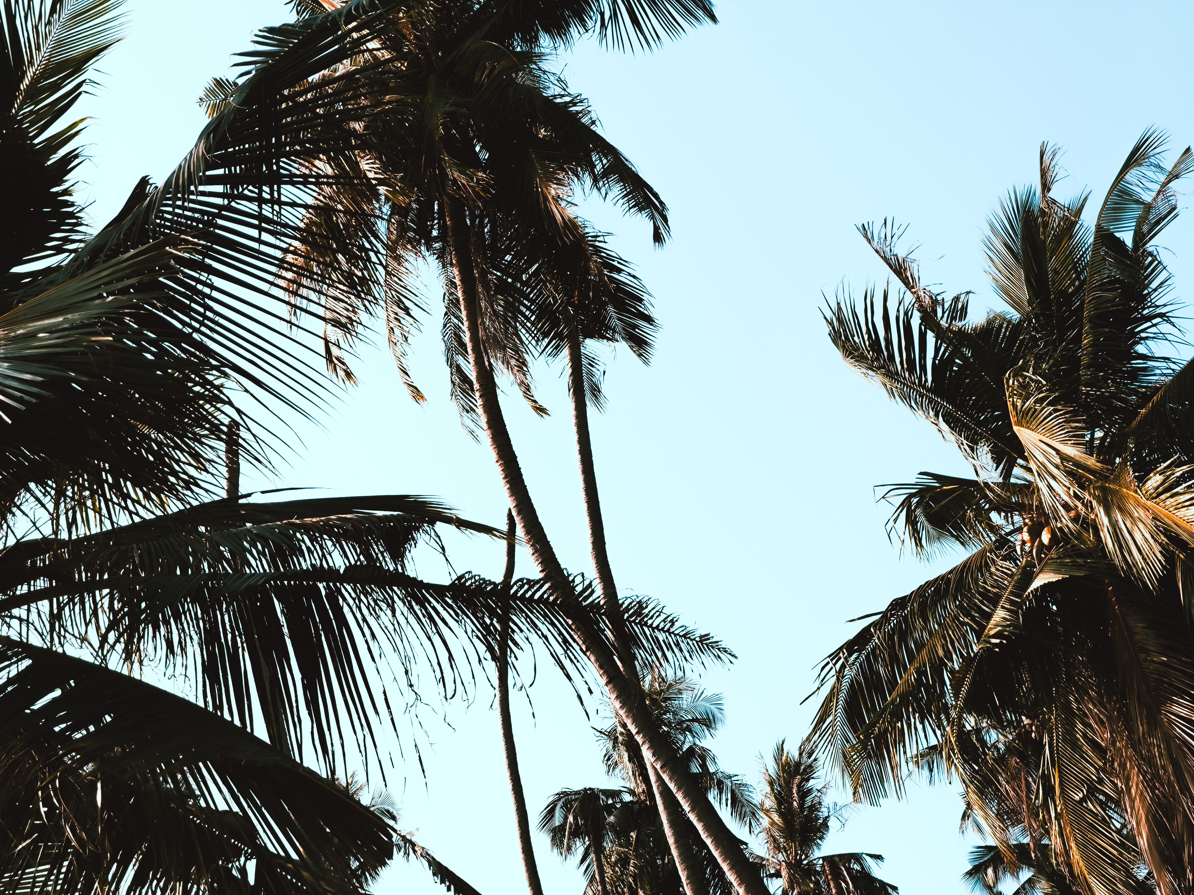 Tropical Coconut Trees in Penang, Malaysia · Free Stock Photo