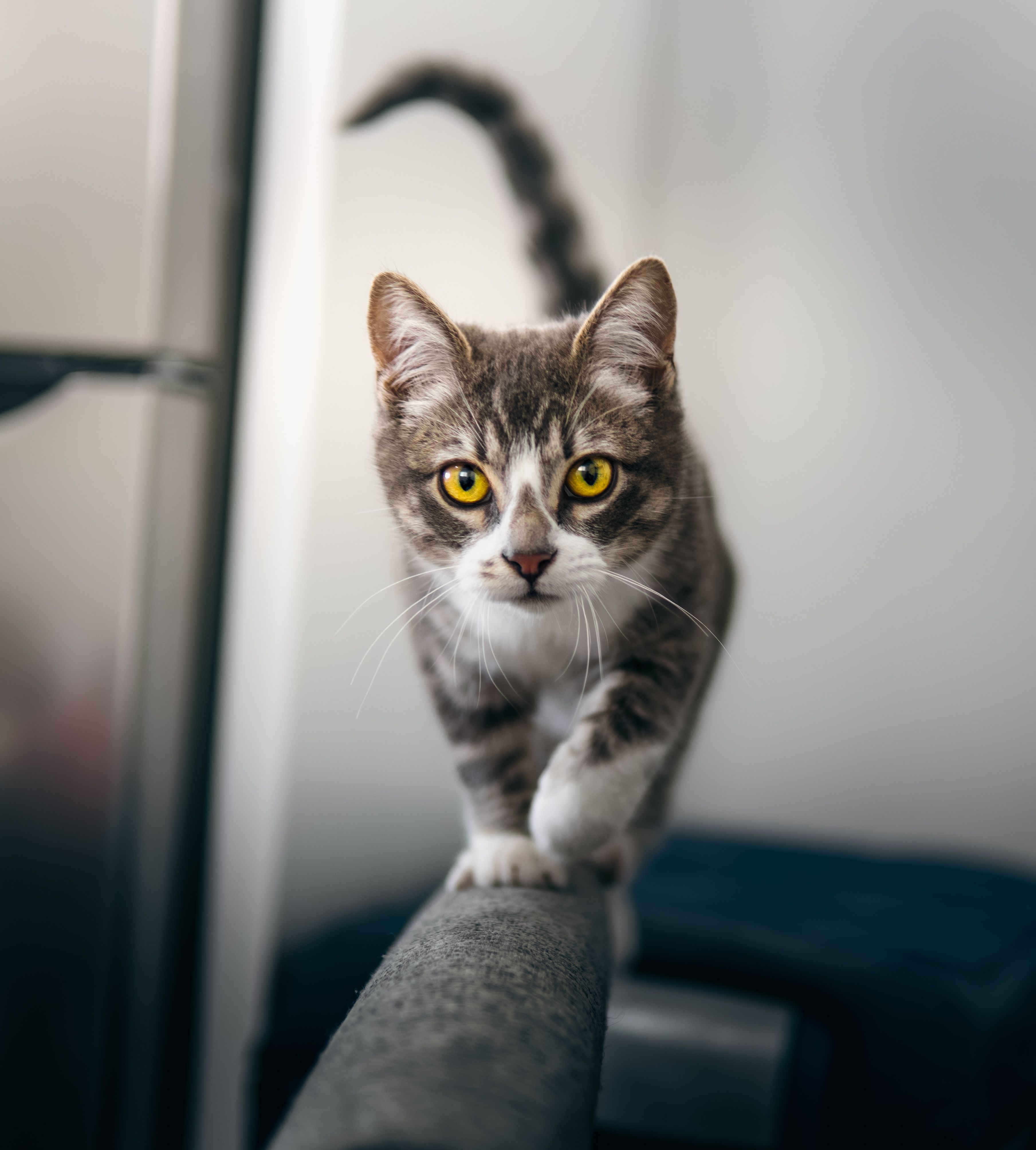 Curious Cat Balancing Indoors on a Beam · Free Stock Photo