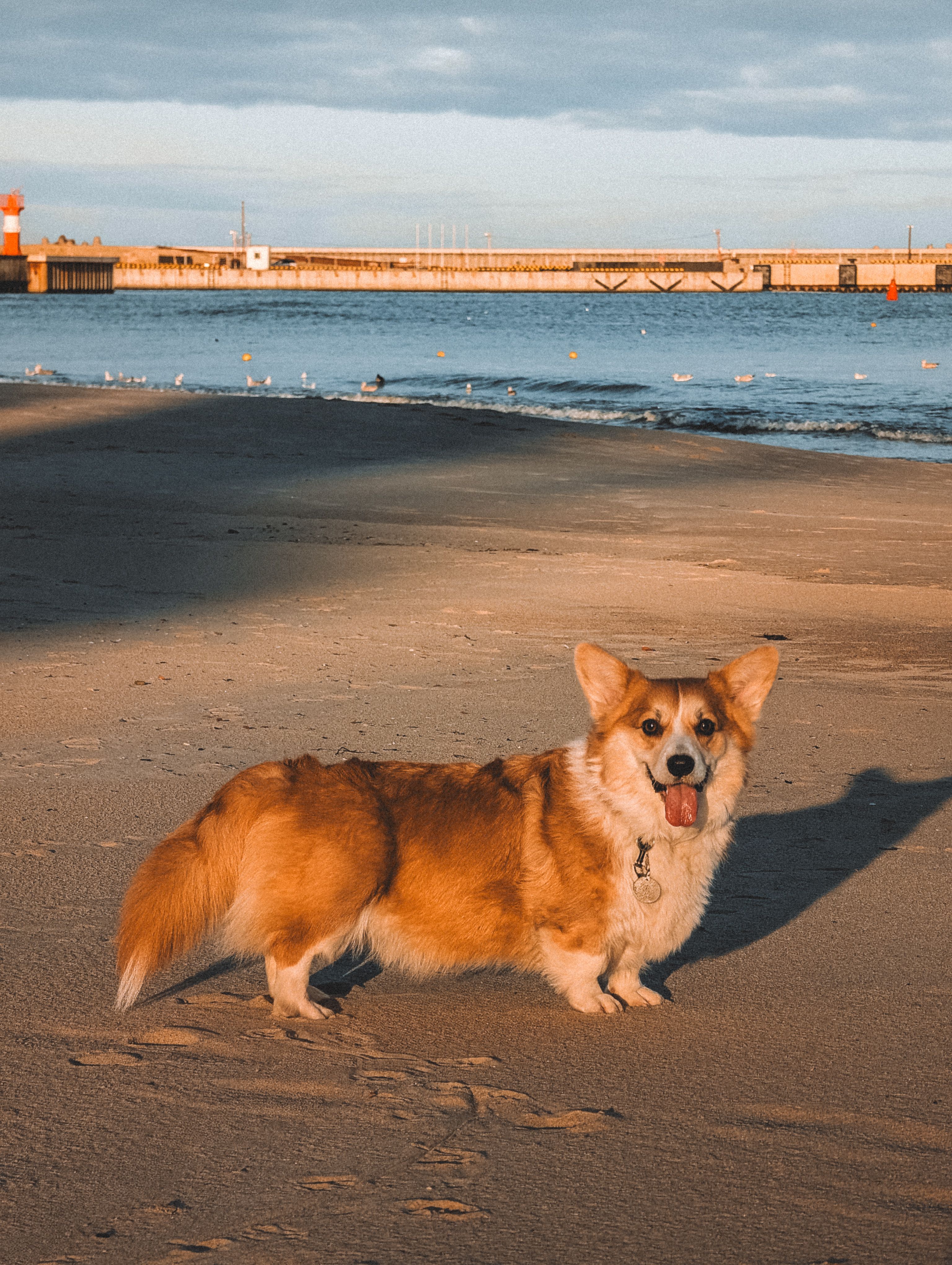 Pembroke Welsh Corgi Lying on the Sand Under White Cloud Blue Sky ...