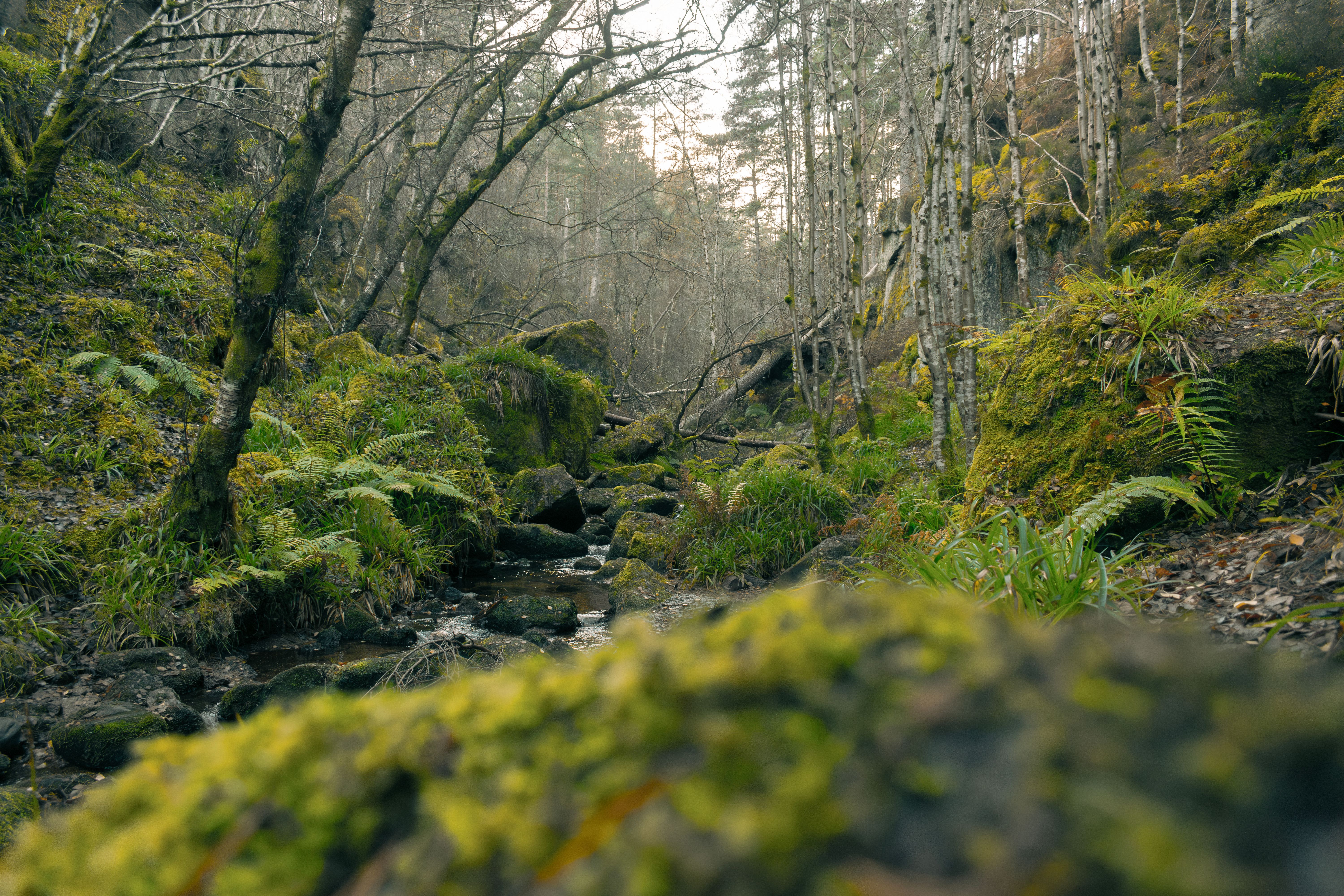 Serene Woodland Creek in Scotland · Free Stock Photo