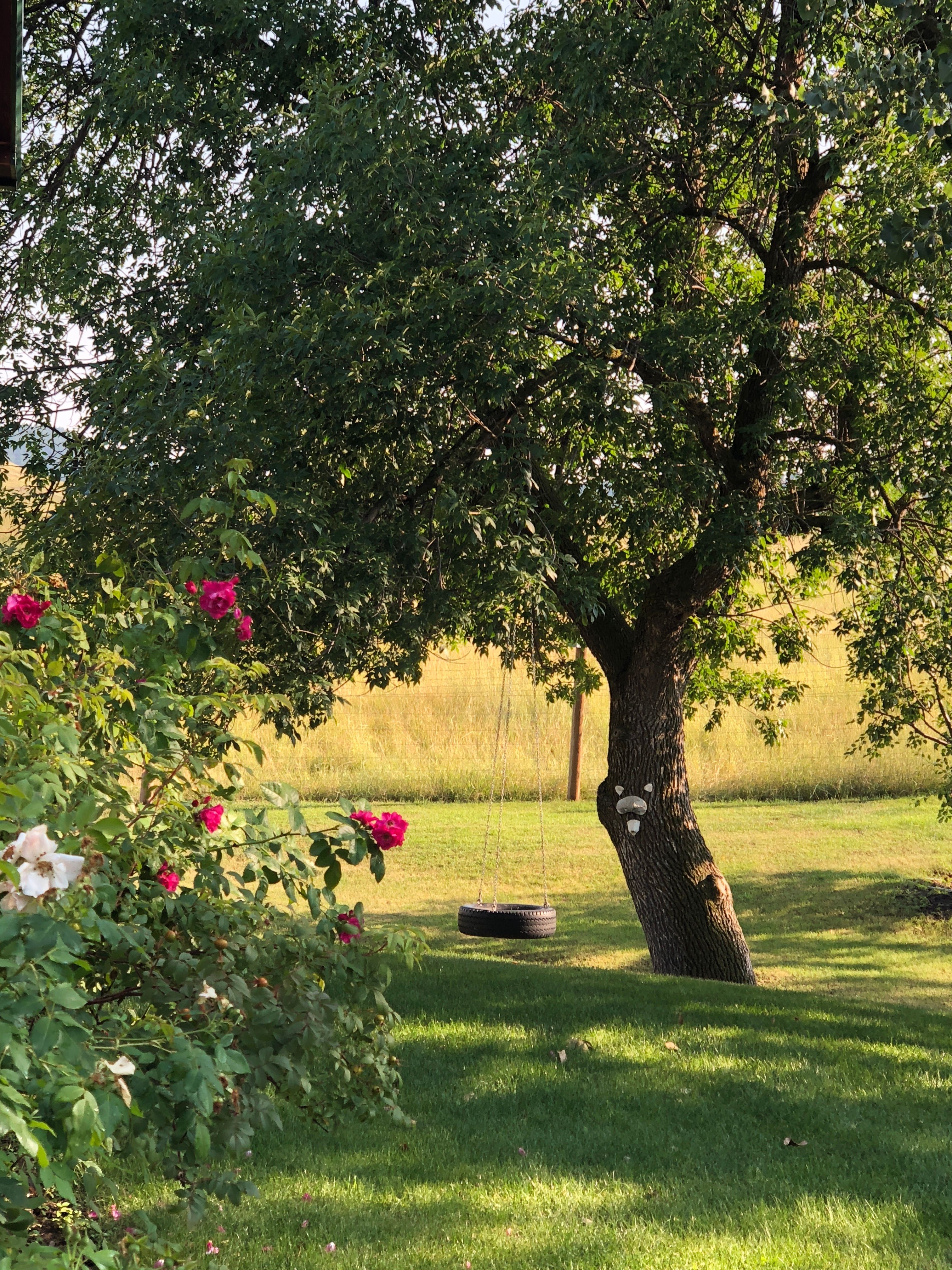 Charming Summer Backyard with Tire Swing and Roses · Free Stock Photo