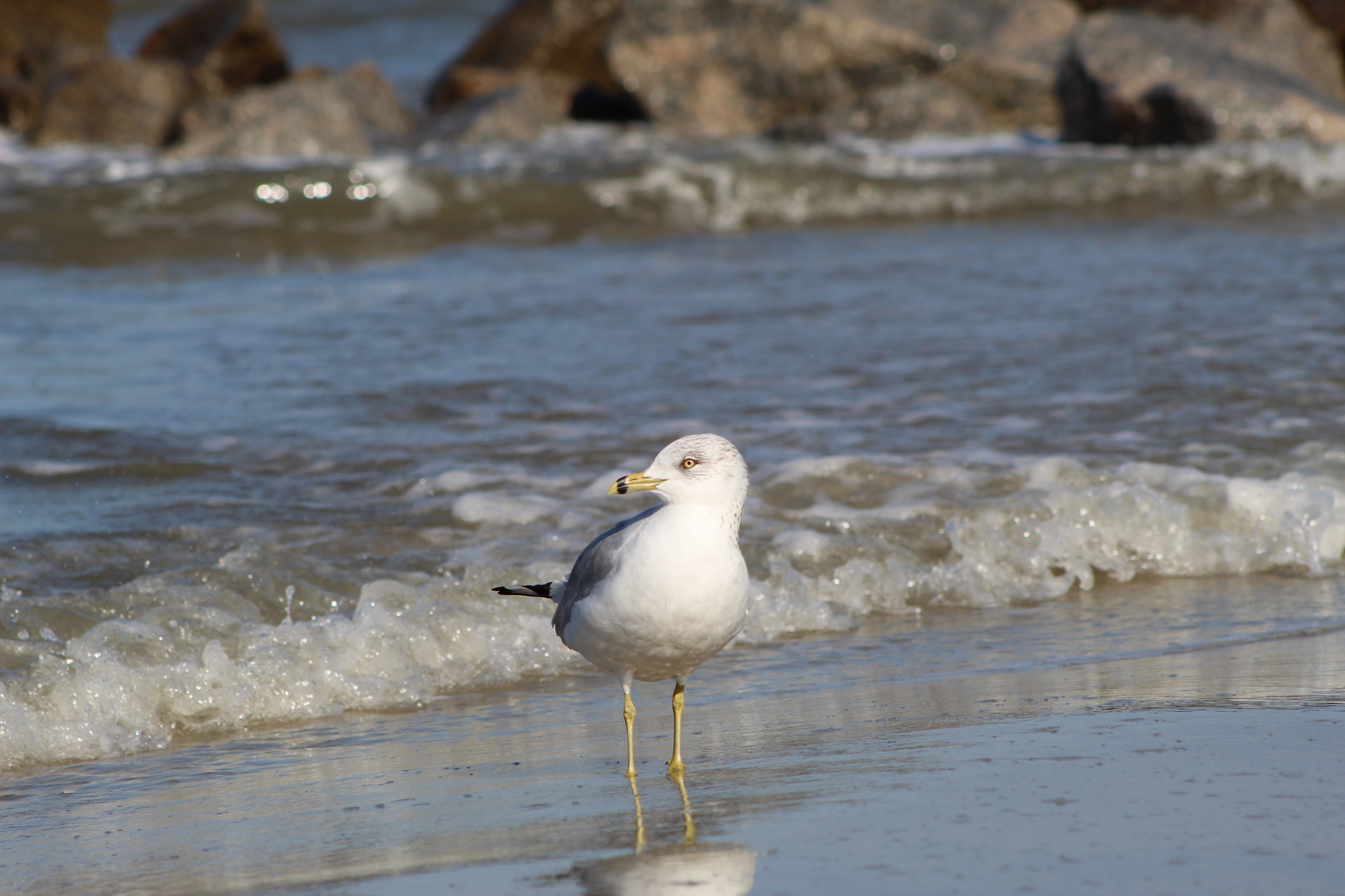 Seagull Standing on South Carolina Beach · Free Stock Photo
