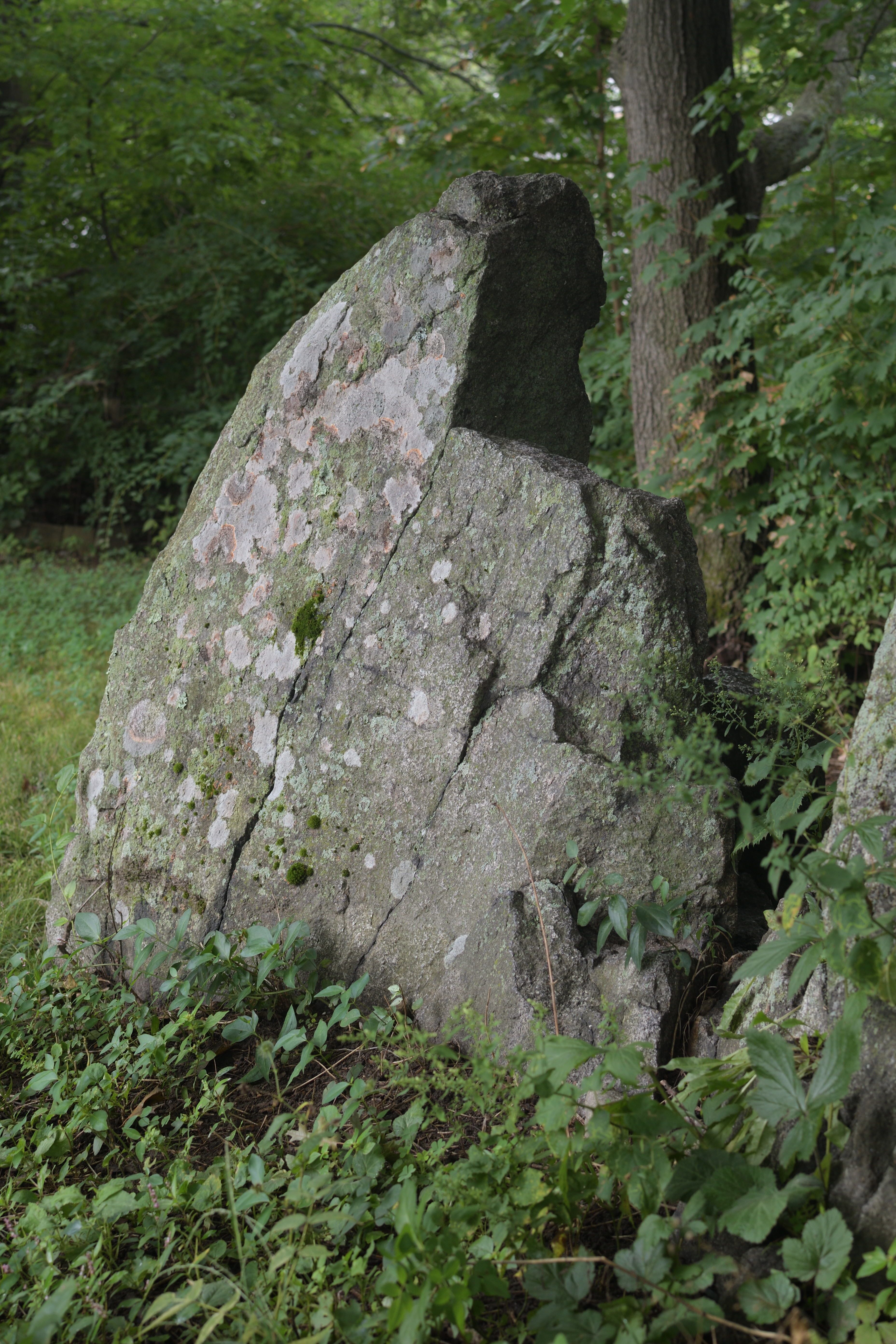Moss-Covered Boulder in Forest Setting · Free Stock Photo