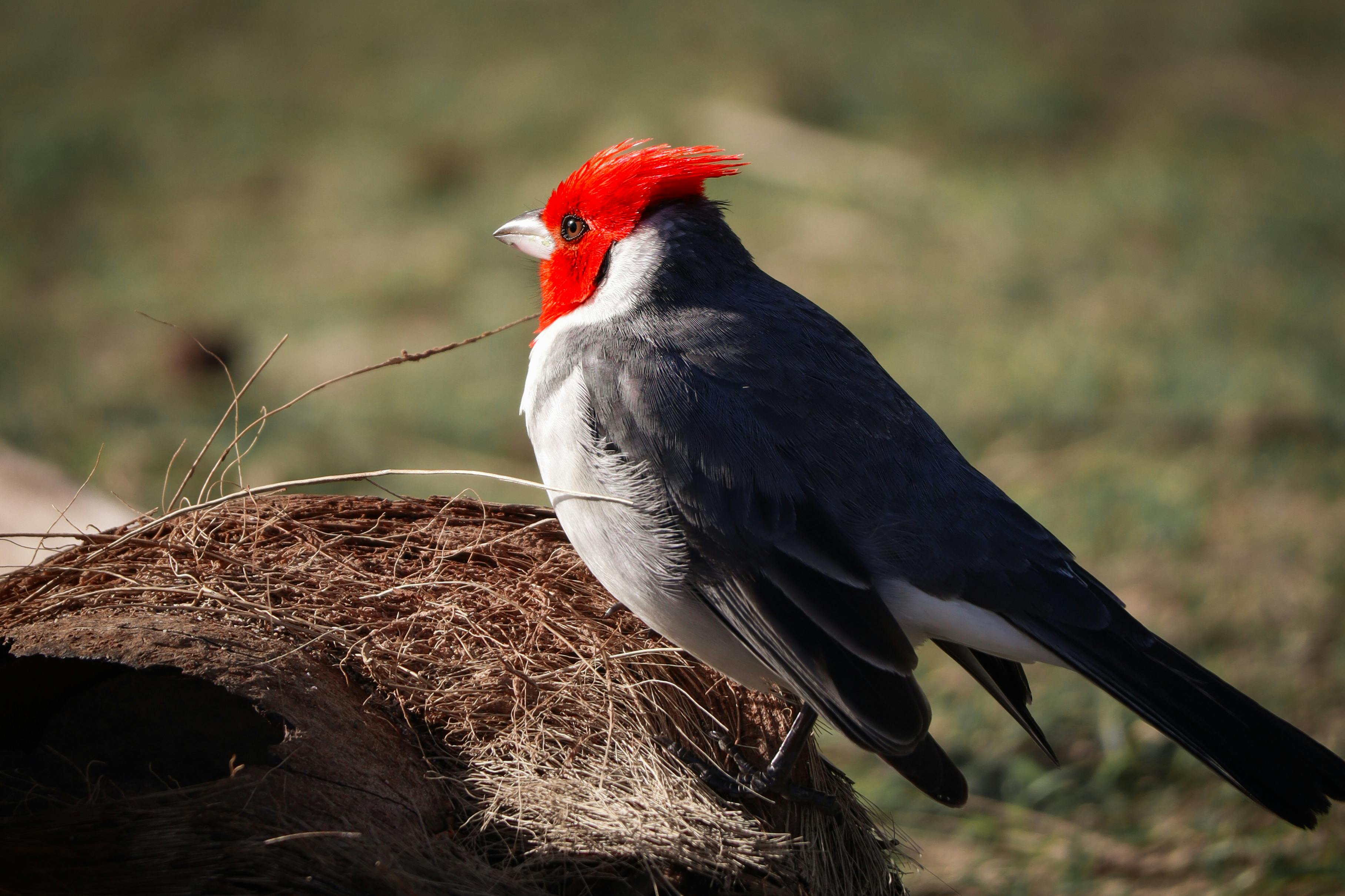 Red-Crested Cardinal Perched in Hawaiian Wilderness · Free Stock Photo