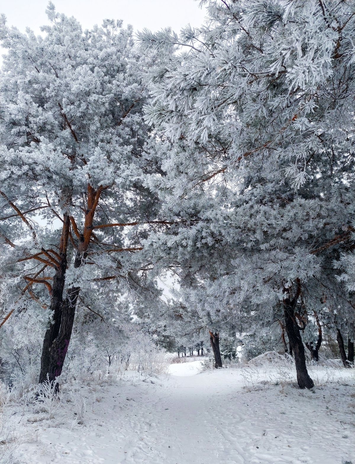 Pine Forest Photos, Download The BEST Free Pine Forest Stock Photos ...