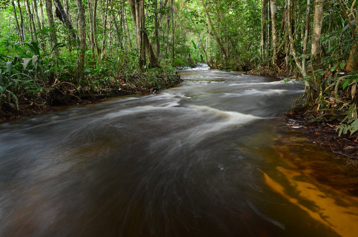 Amazon River Photos, Download The BEST Free Amazon River Stock Photos ...