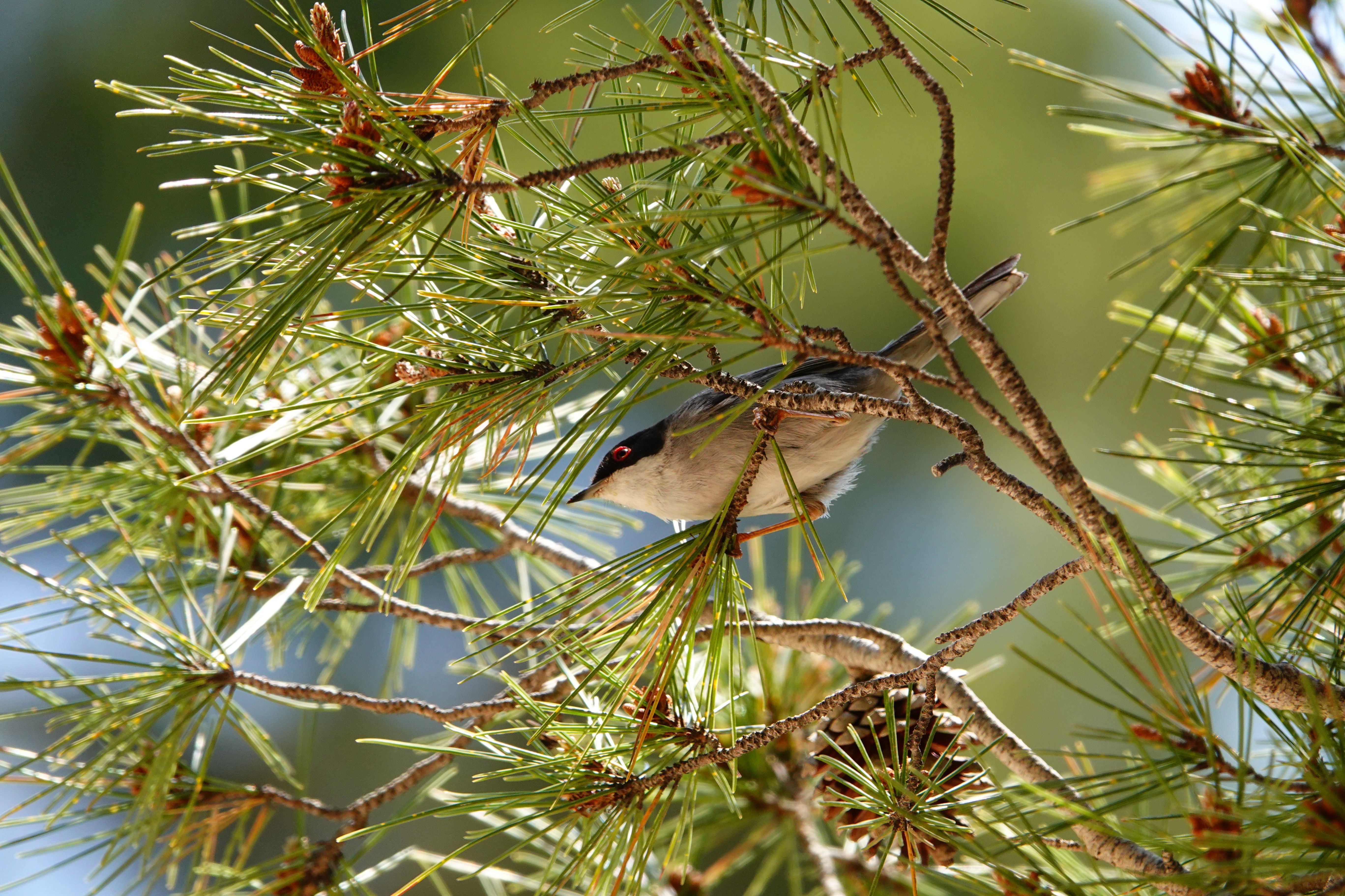 Bird in Pine Tree at Cala Rajada, Spain · Free Stock Photo