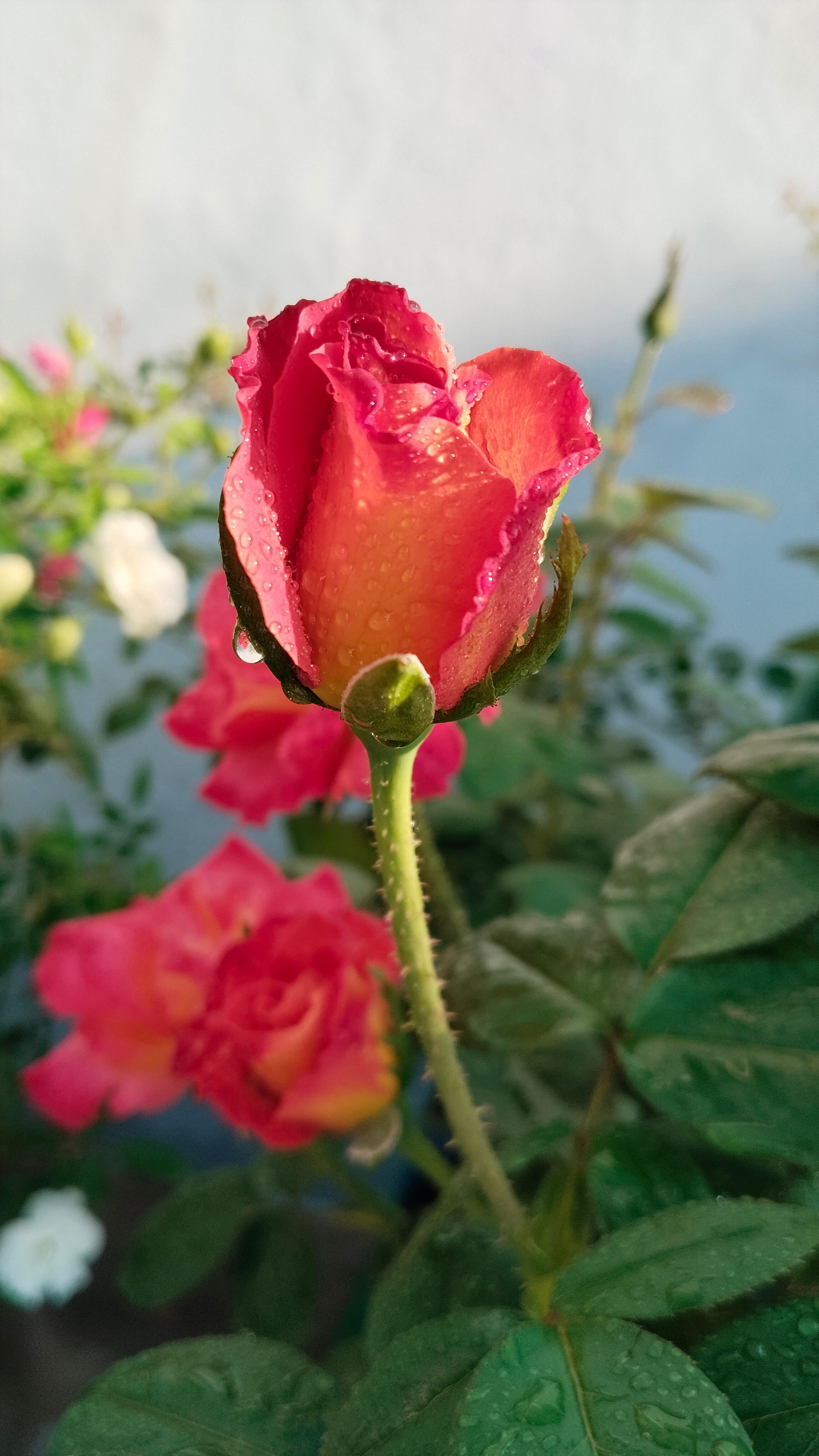 Golap Ful Photos, Download The BEST Free Golap Ful Stock Photos & HD Images
