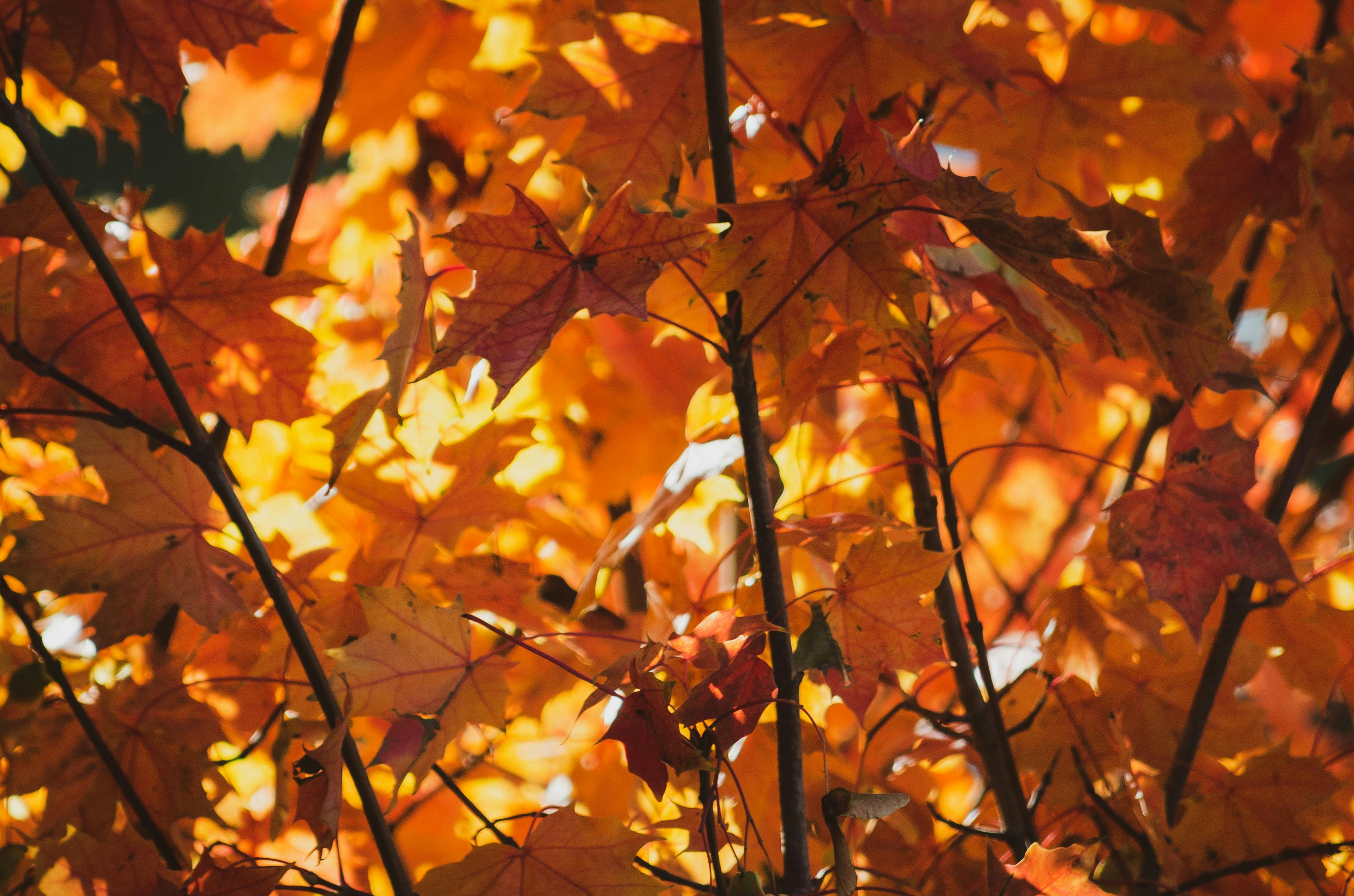 Autumn Leaves · Free Stock Photo