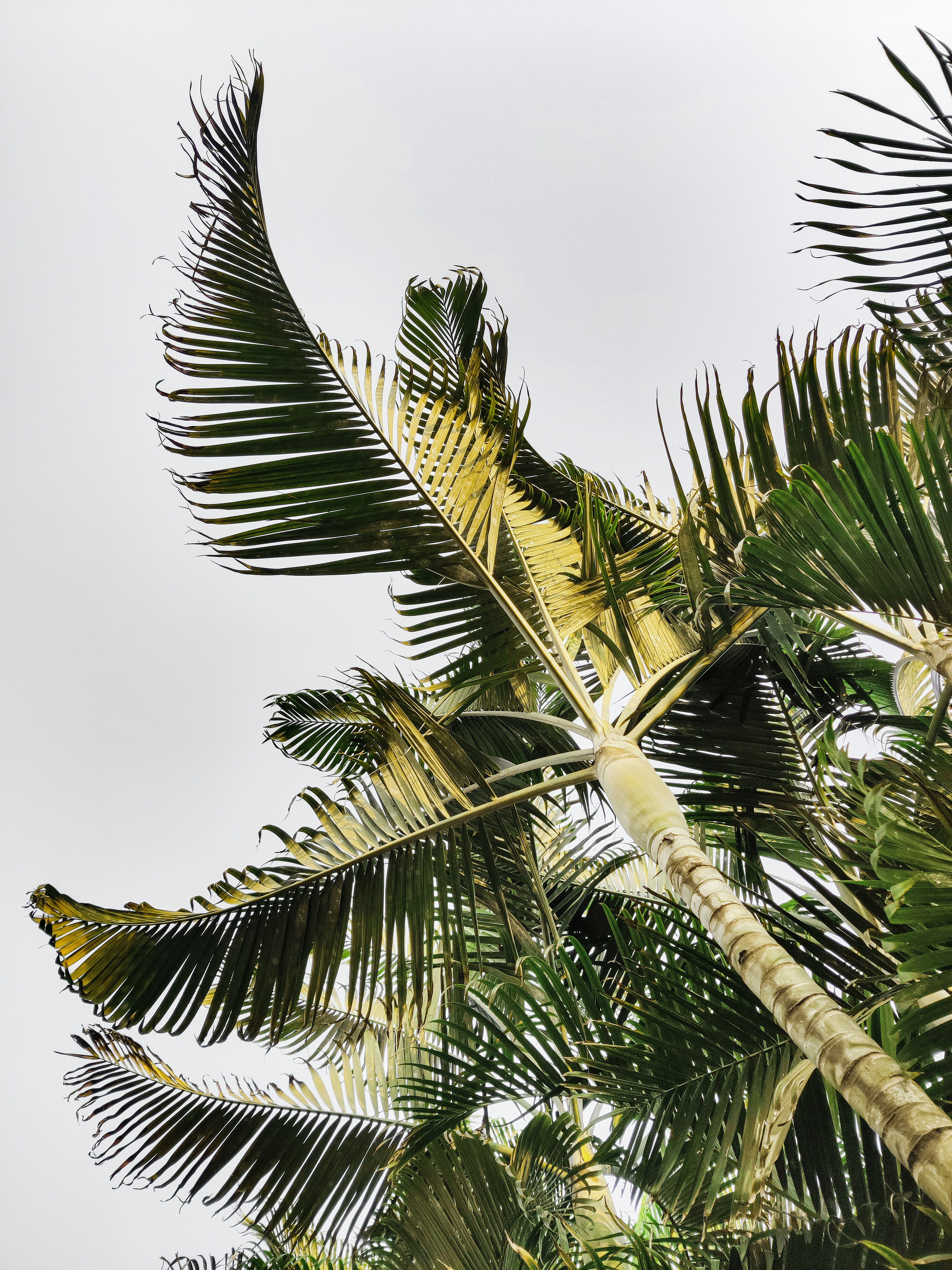 Worm's Eye View Photo Of Coconut Tree · Free Stock Photo