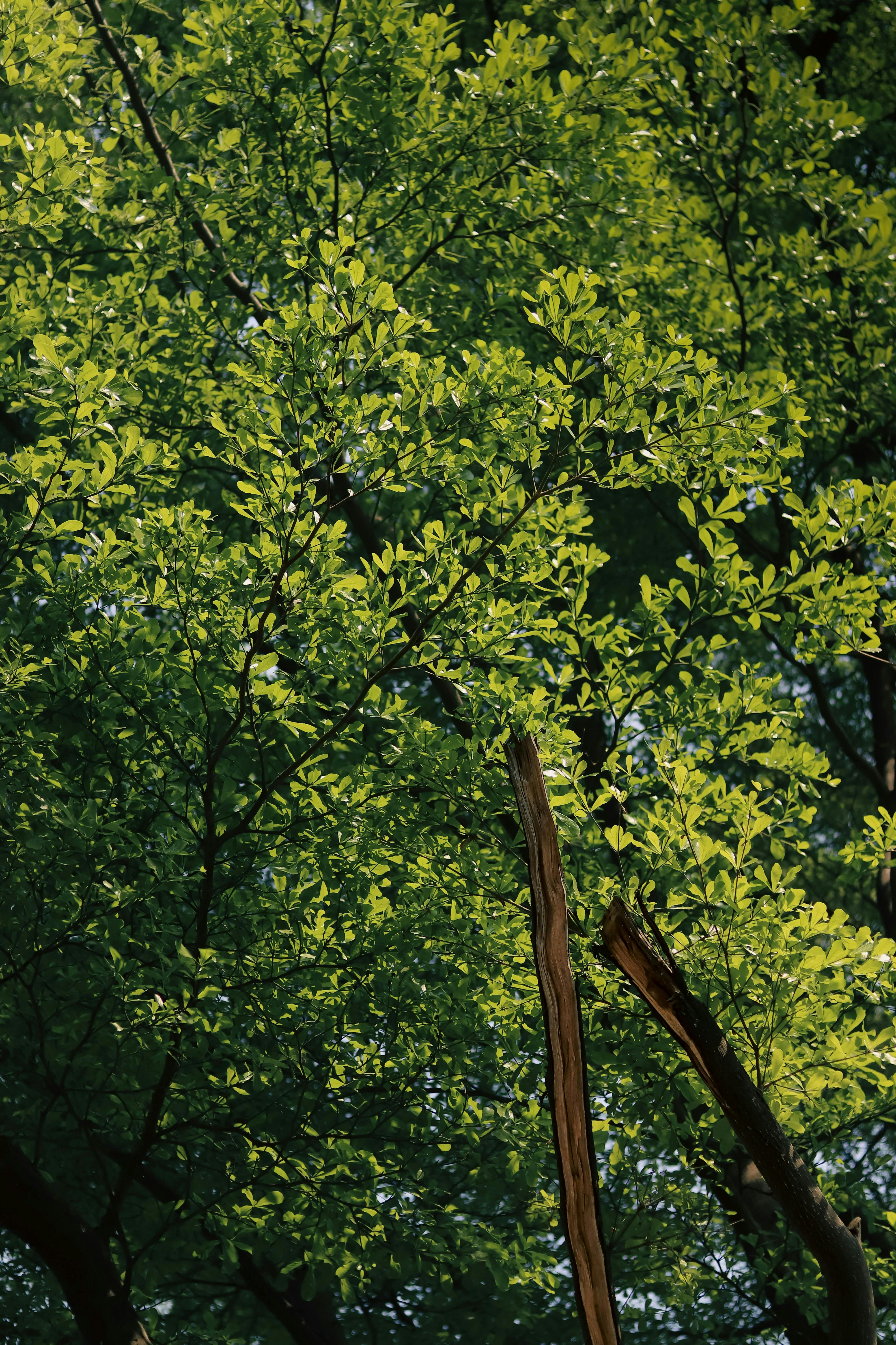 Trees, Bushes and Flowers in Forest · Free Stock Photo