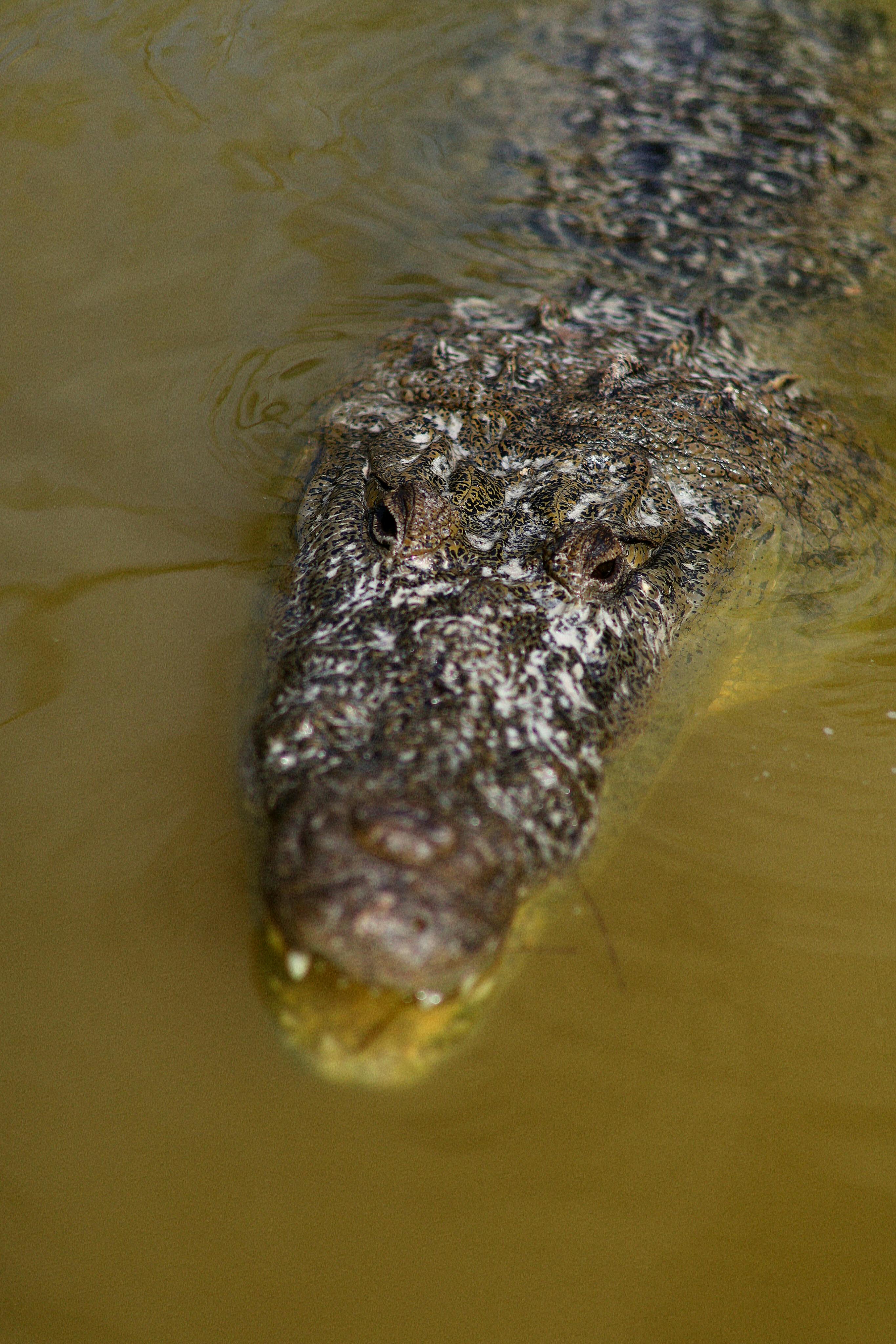 Crocodile Swimming in Murky Water Close-Up · Free Stock Photo