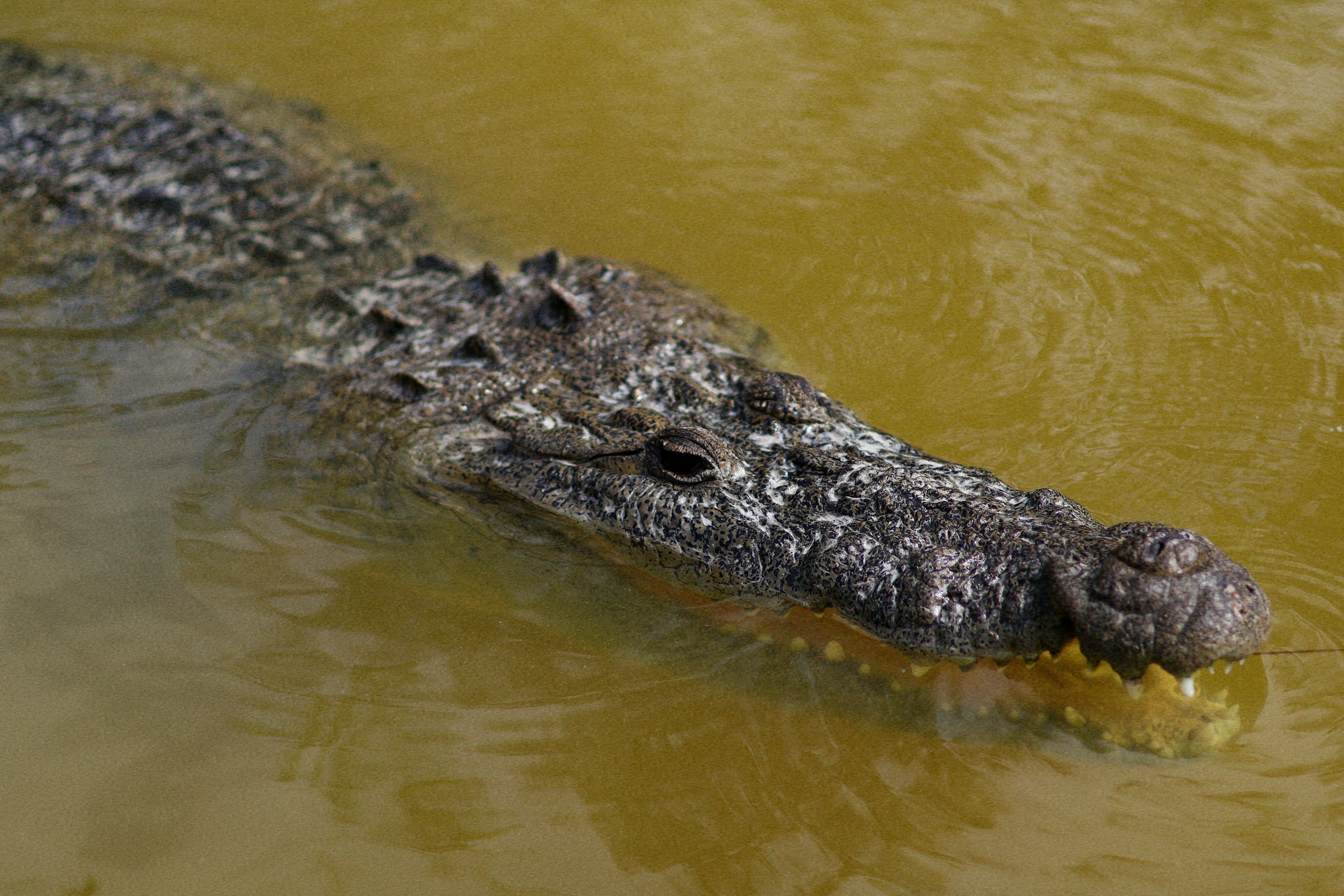 Crocodile Submerged in Murky Water Close-up · Free Stock Photo