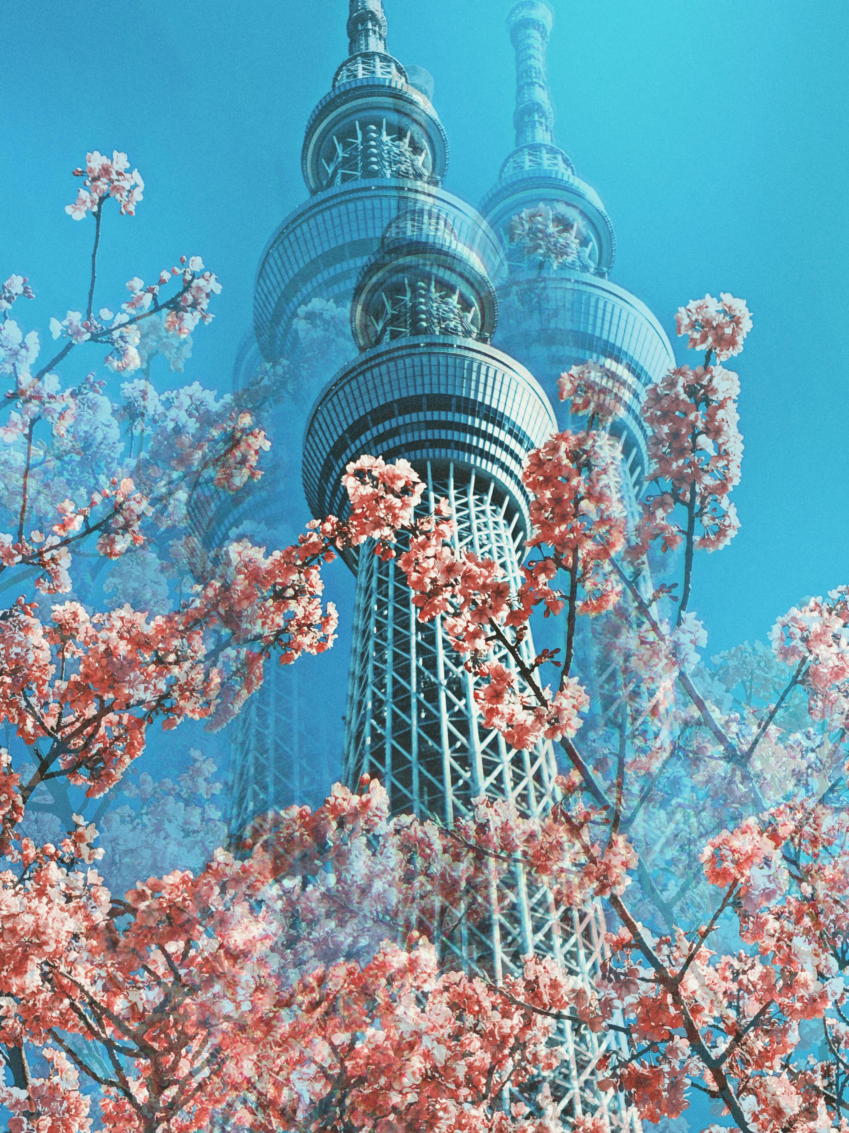 Tokyo Skytree with Cherry Blossoms in Spring · Free Stock Photo