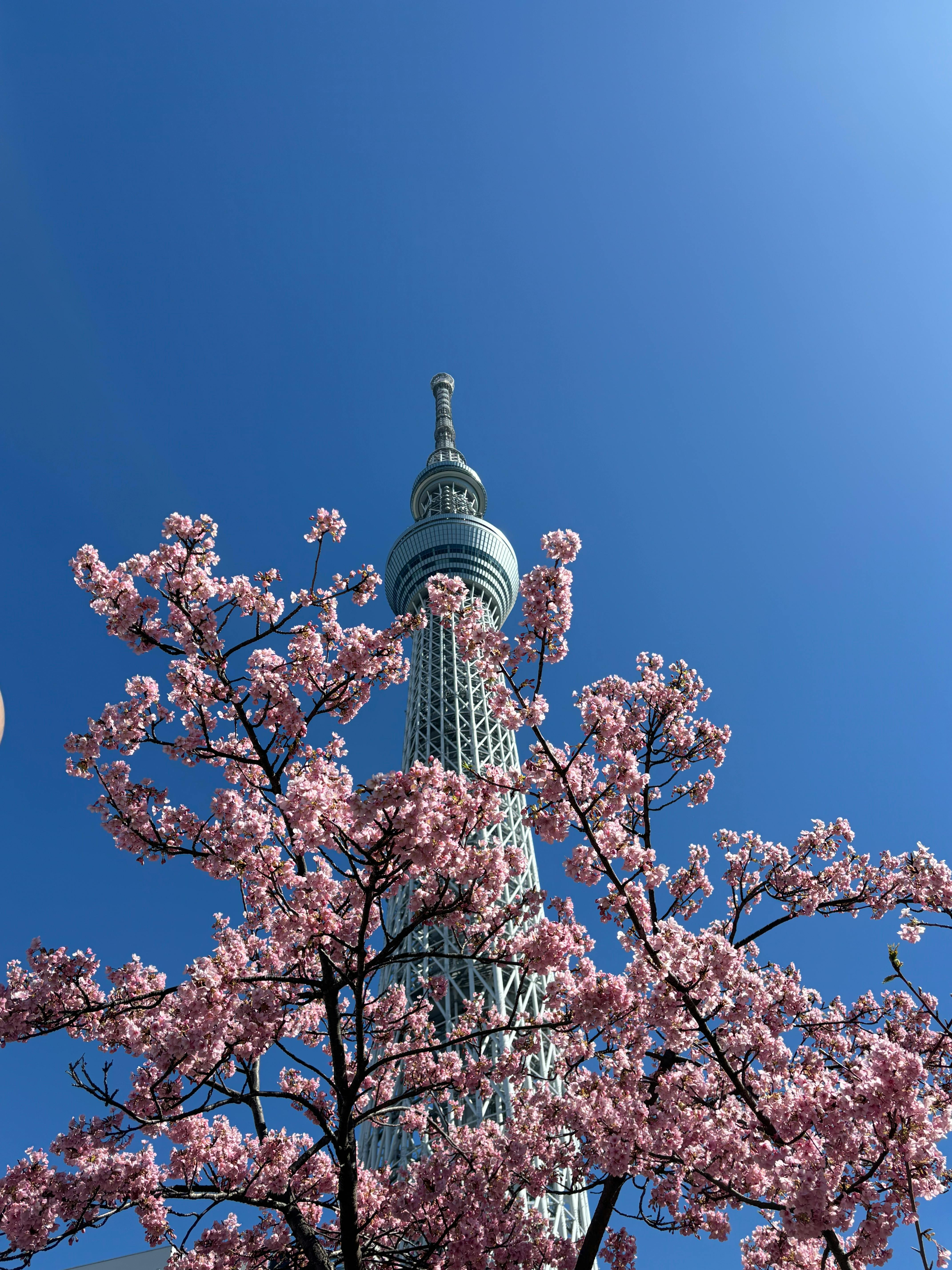 Tokyo Skytree and Cherry Blossoms in Bloom · Free Stock Photo