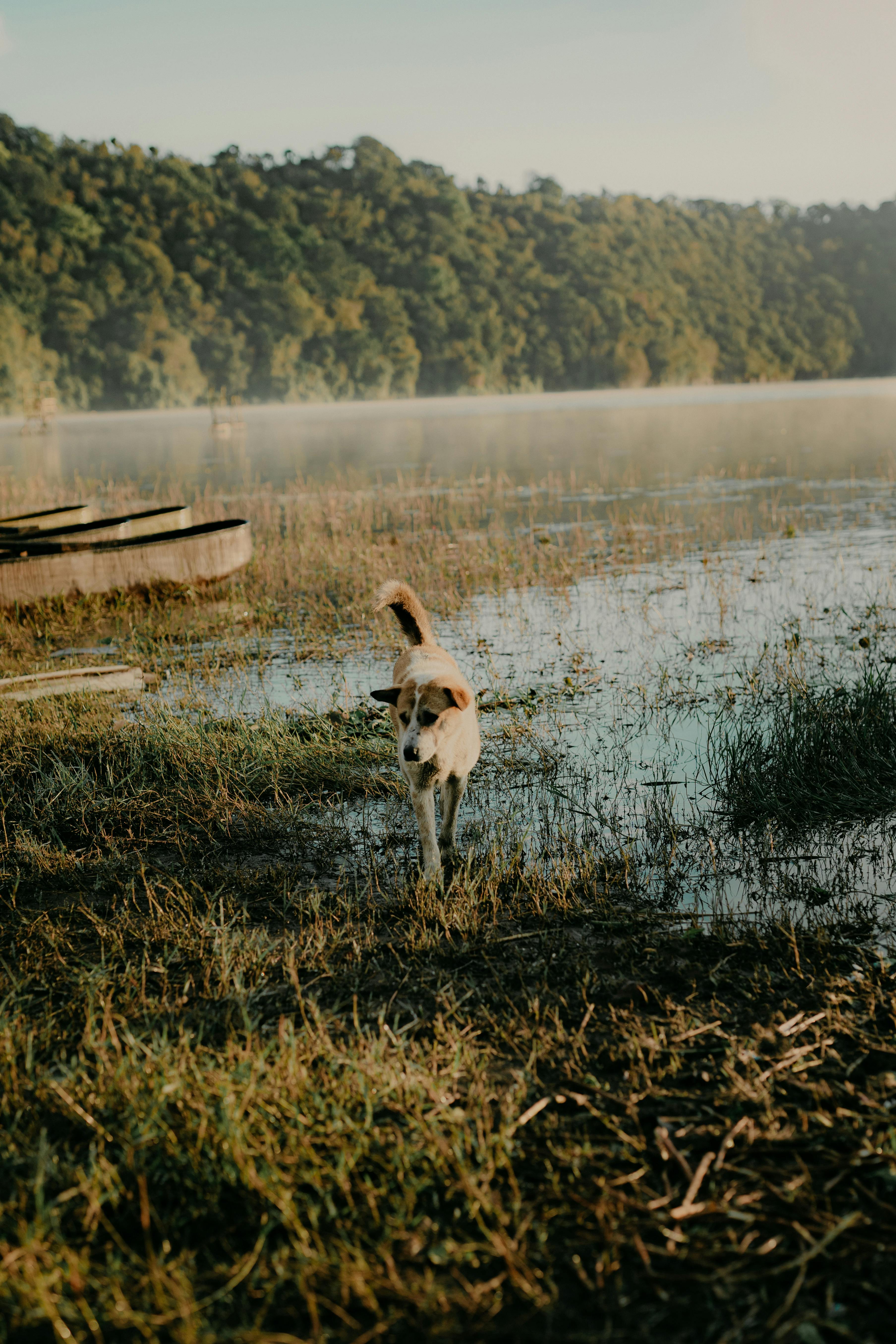 Bali Trees Photos, Download The BEST Free Bali Trees Stock Photos & HD ...