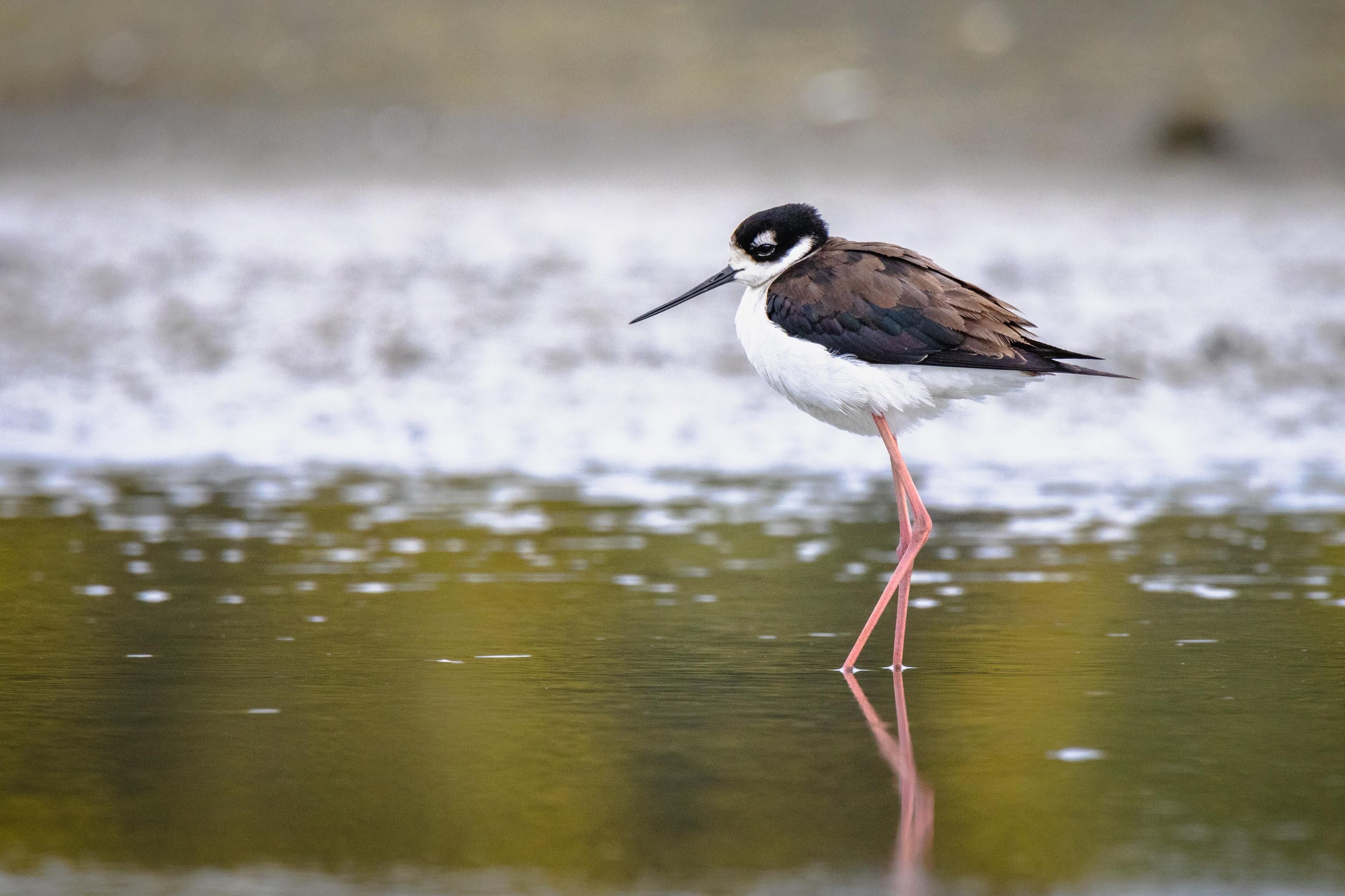 Pied Stilts Photos, Download The BEST Free Pied Stilts Stock Photos ...