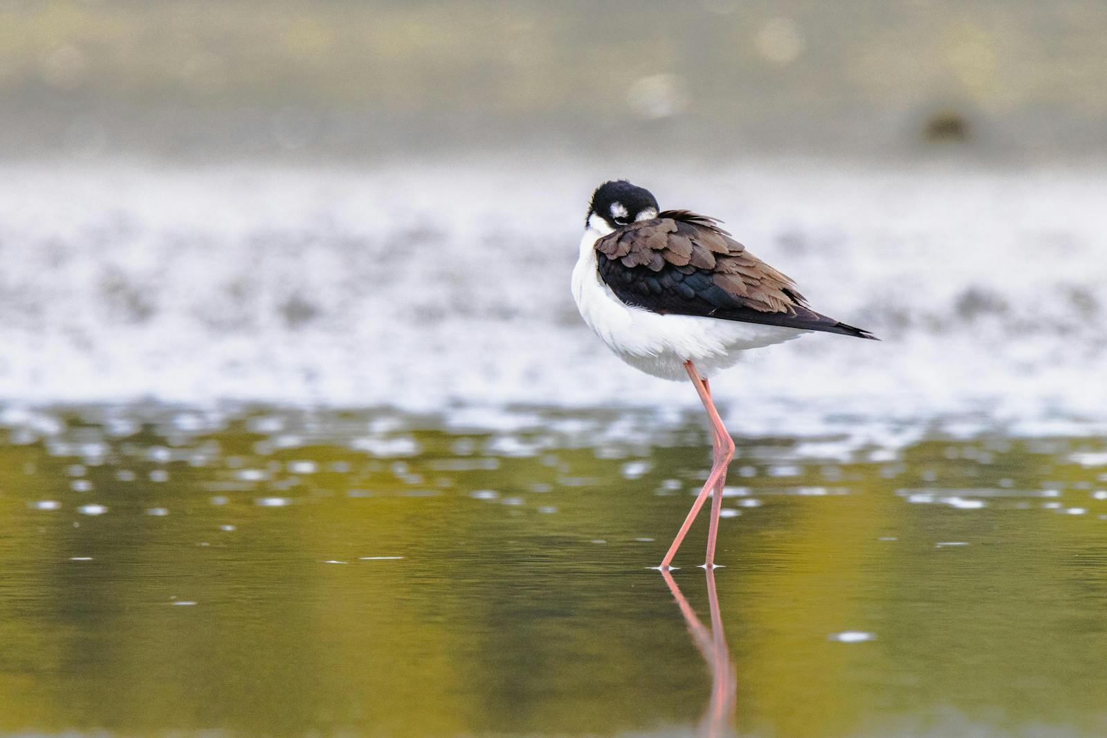 Flappy Bird Photos, Download The BEST Free Flappy Bird Stock Photos ...