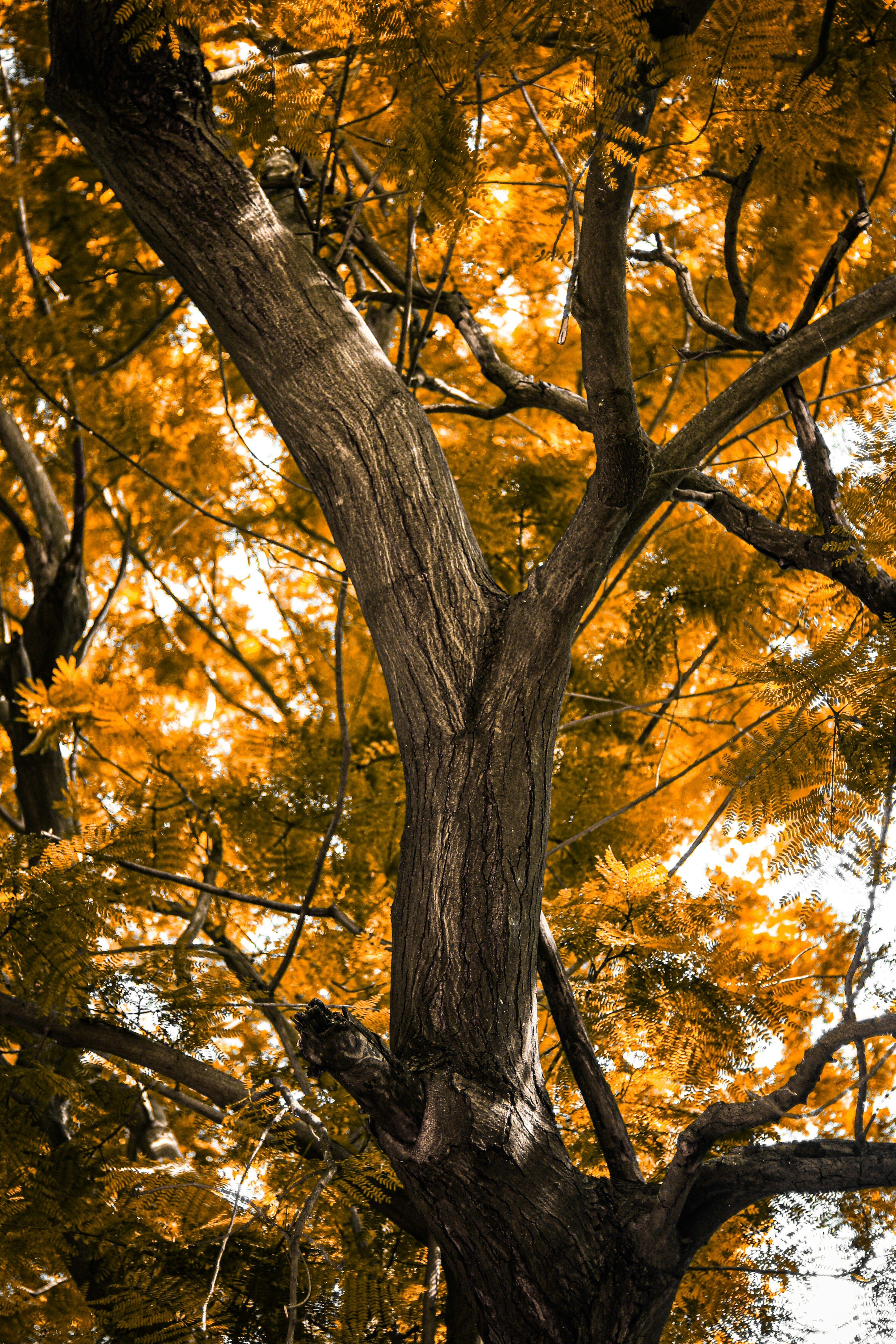 Golden Foliage Against a Hardwood Trunk in Summer India · Free Stock Photo