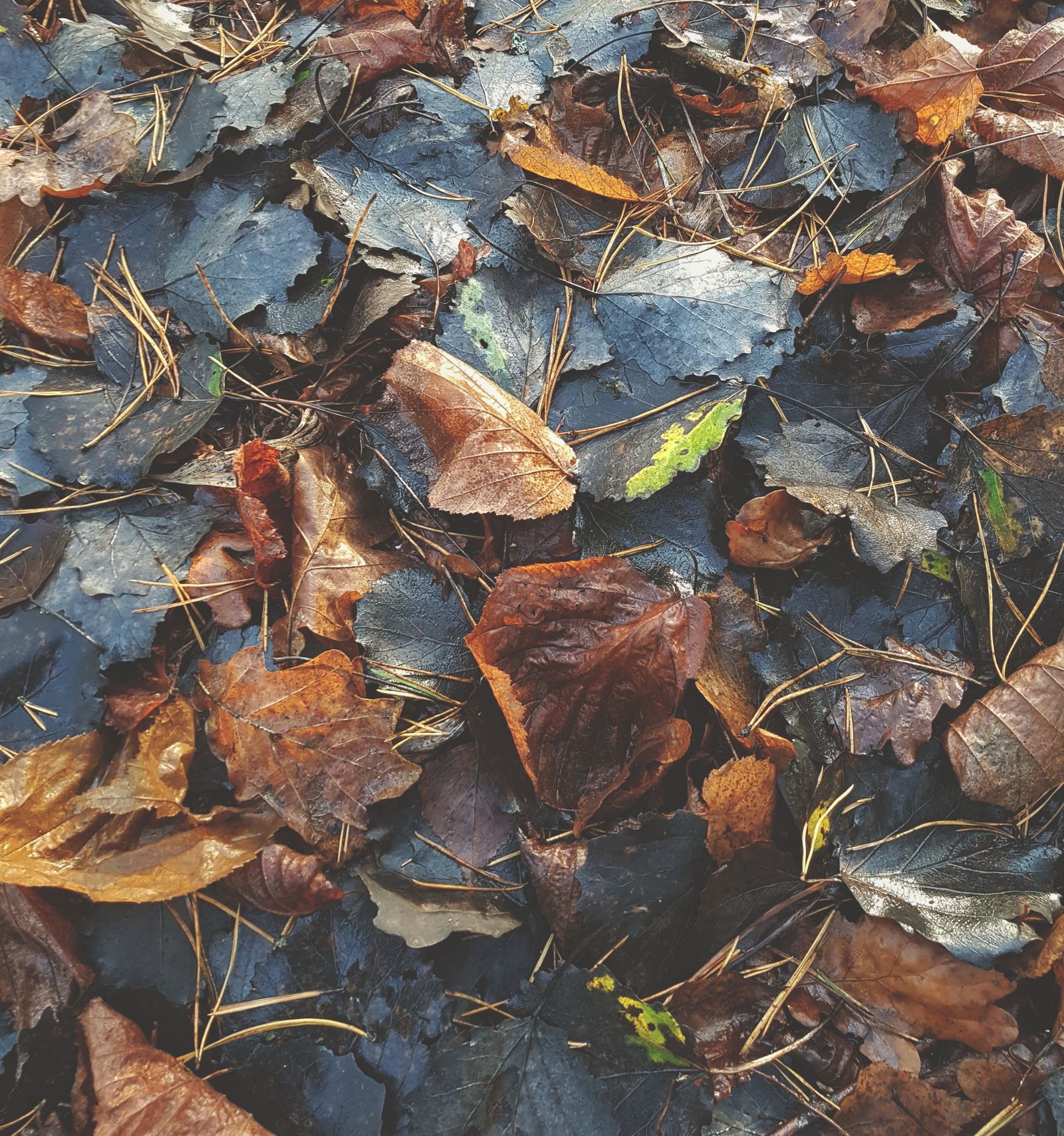 Autumn Leaf Photos, Download The BEST Free Autumn Leaf Stock Photos ...