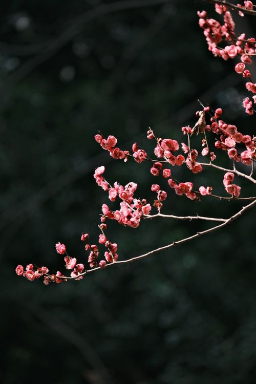 Vibrantes Ramas De Cerezos En Flor En Primavera · Foto de stock gratuita