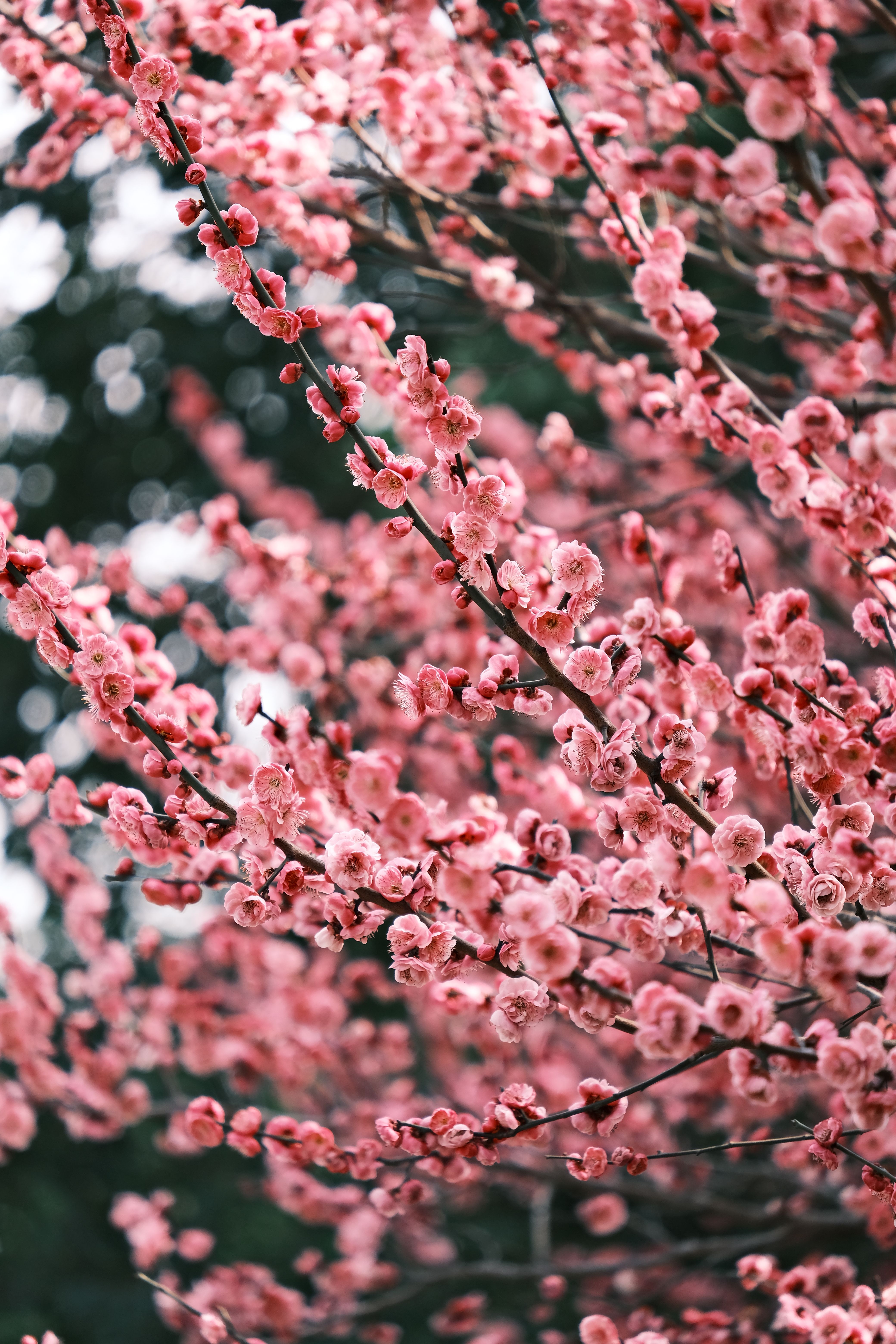 Close-up of a Cherry Tree in Spring · Free Stock Photo