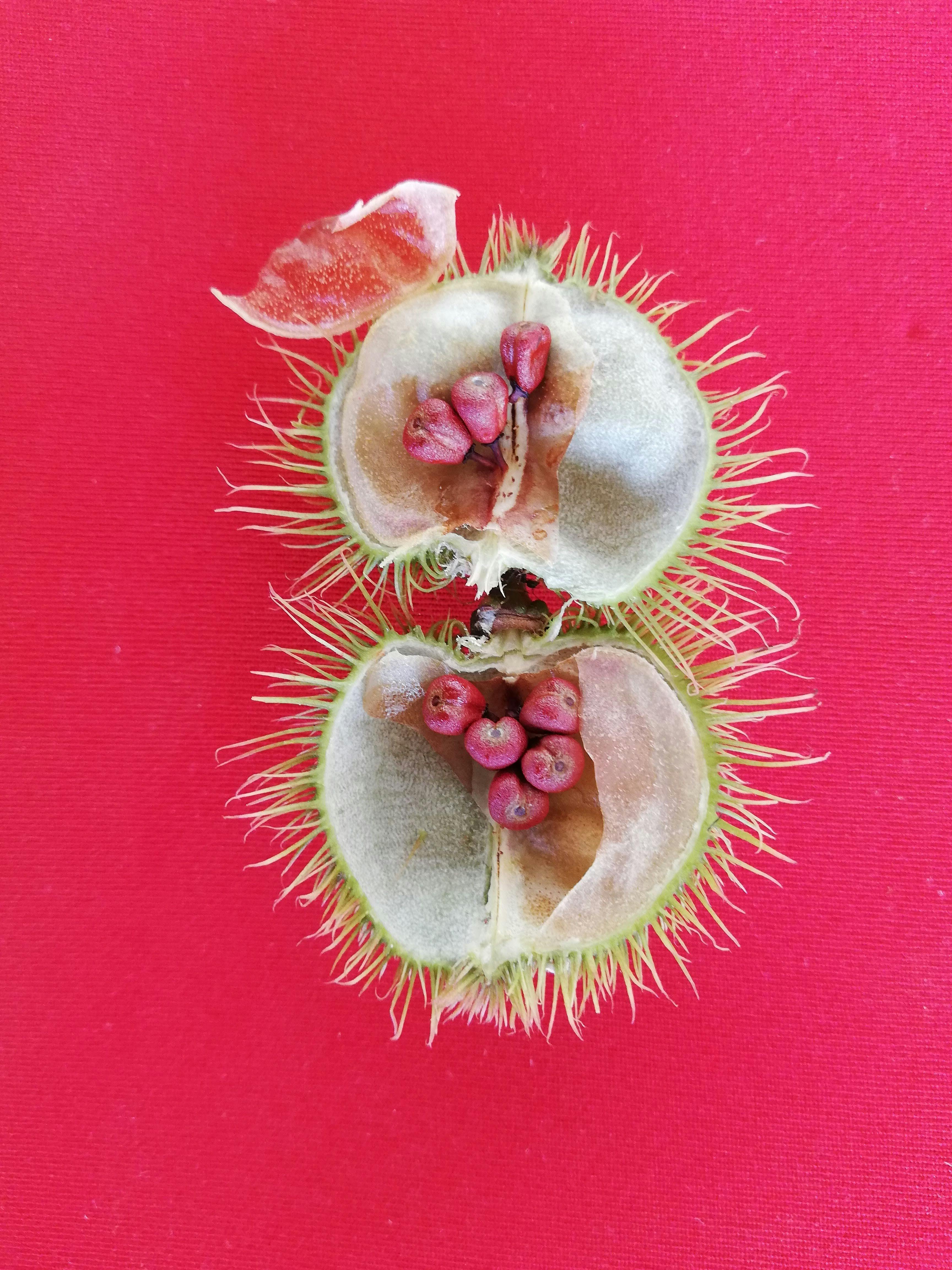Primer Plano De Una Vaina De Semilla De Achiote Sobre Fondo Rojo · Foto ...