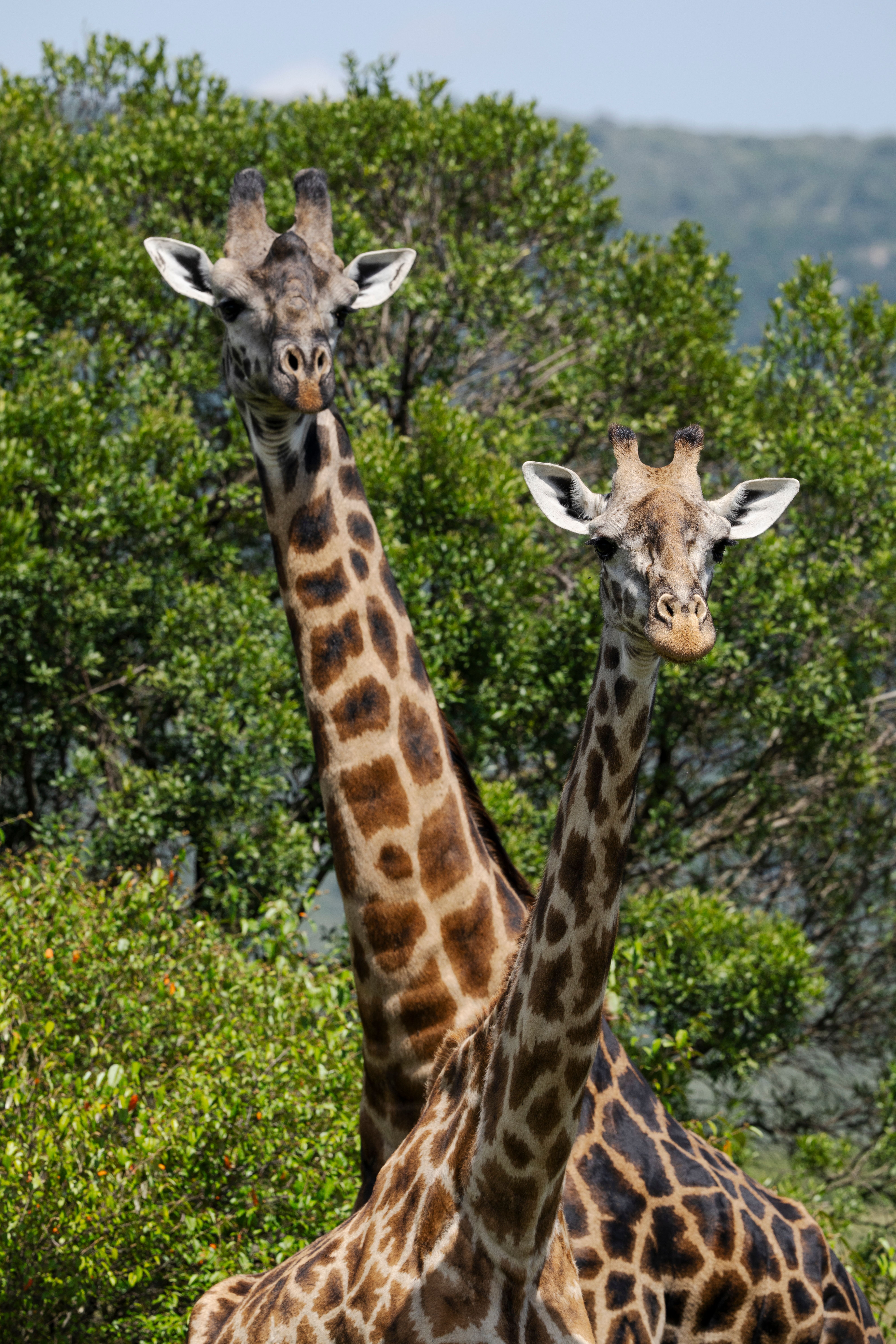 Giraffe on Safari · Free Stock Photo