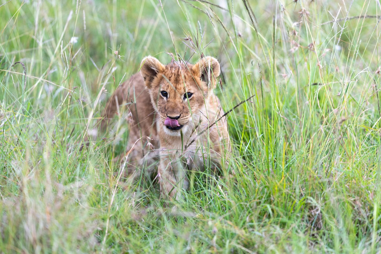 Cub Photos, Download The BEST Free Cub Stock Photos & HD Images