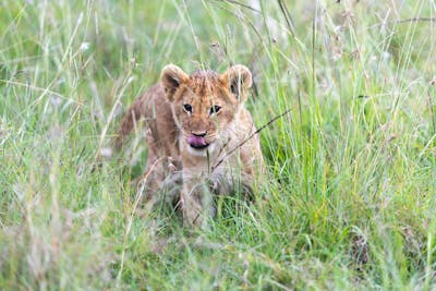 Cub Photos, Download The BEST Free Cub Stock Photos & HD Images