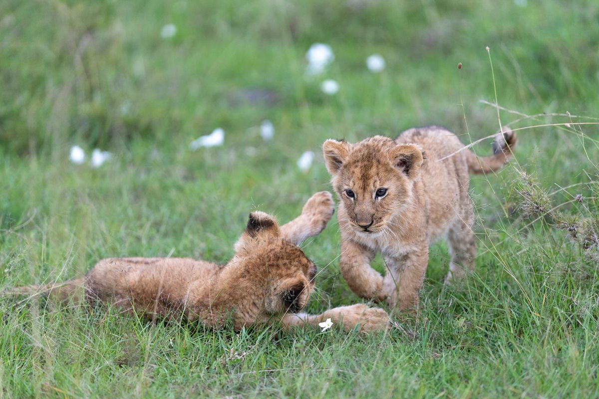 Animal Cub Photos, Download The BEST Free Animal Cub Stock Photos & HD ...