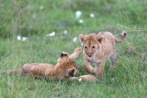 Cub Photos, Download The BEST Free Cub Stock Photos & HD Images
