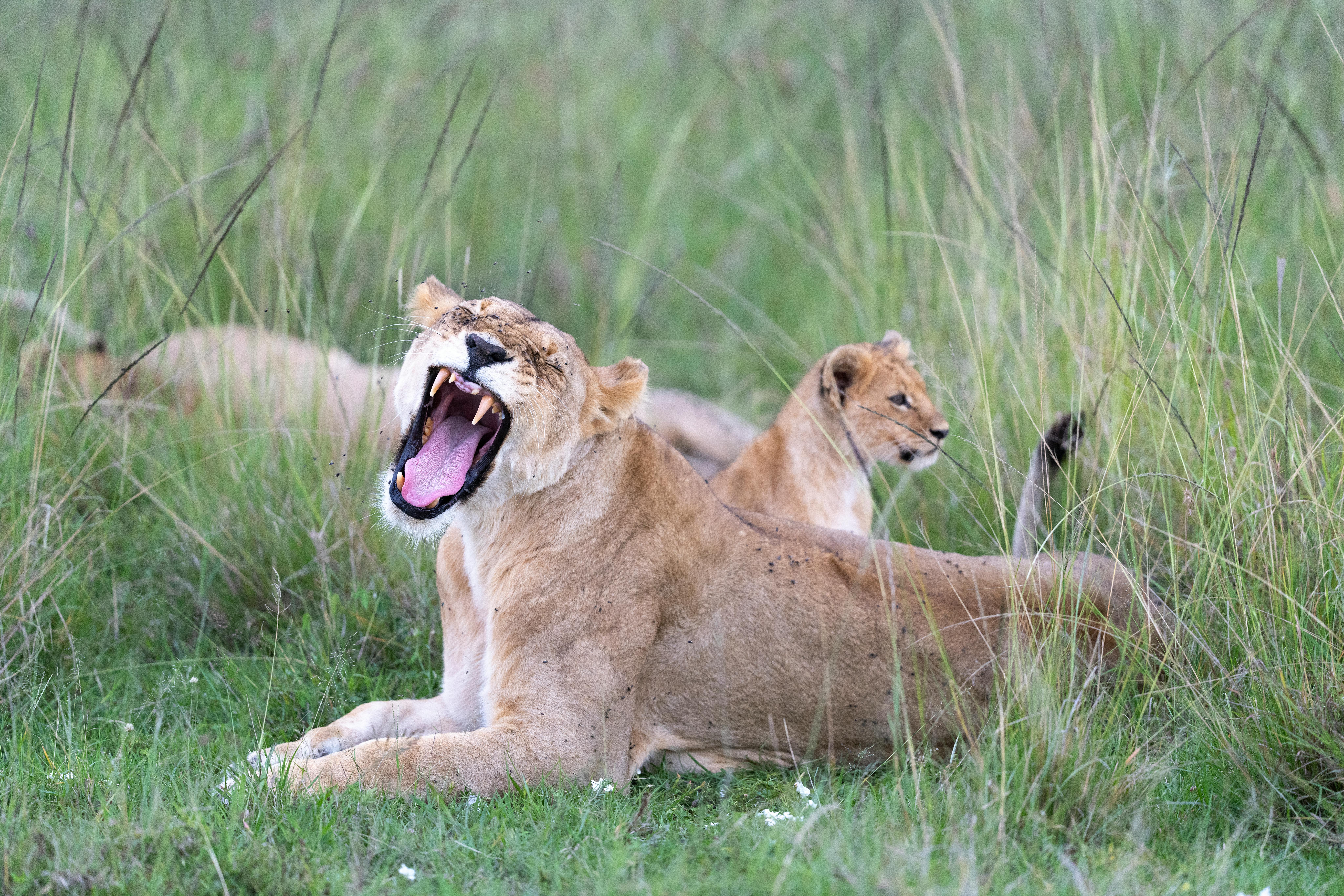 Playful Lion Cubs in Kenyan Savannah · Free Stock Photo