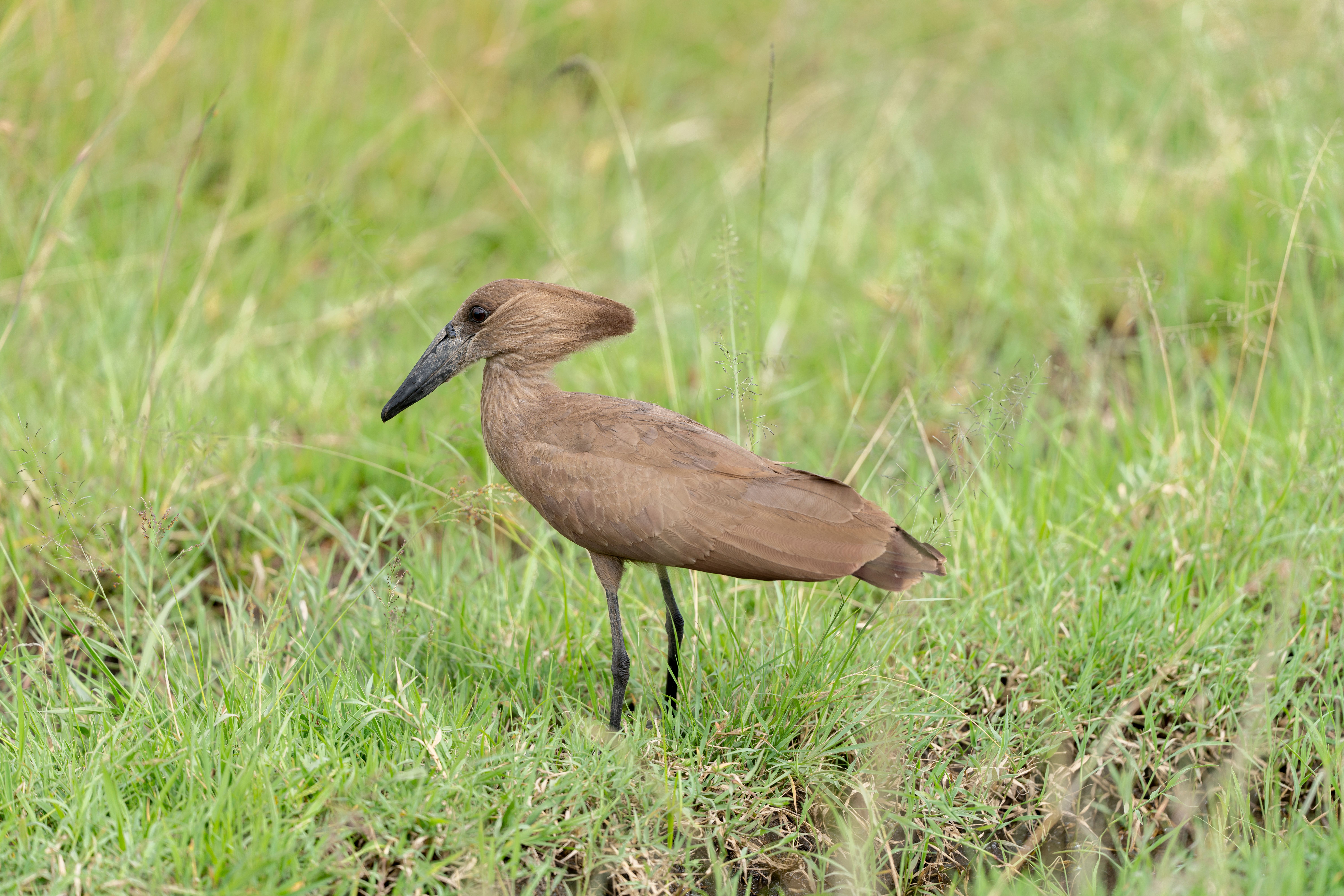 Hammerkop Bird in Kenya's Lush Grasslands · Free Stock Photo