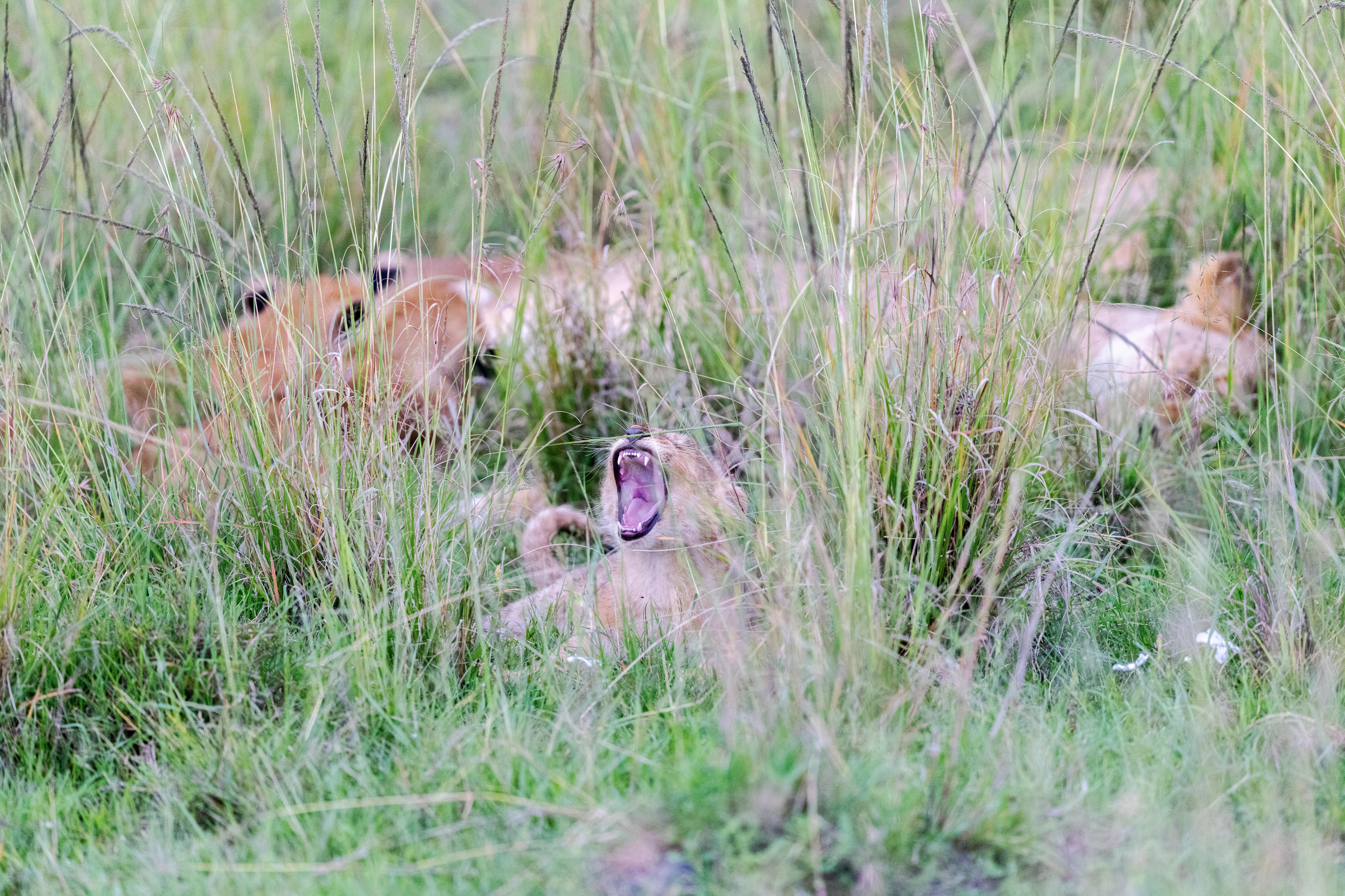 African Borders, Africa Photos, Download The BEST Free African Borders ...