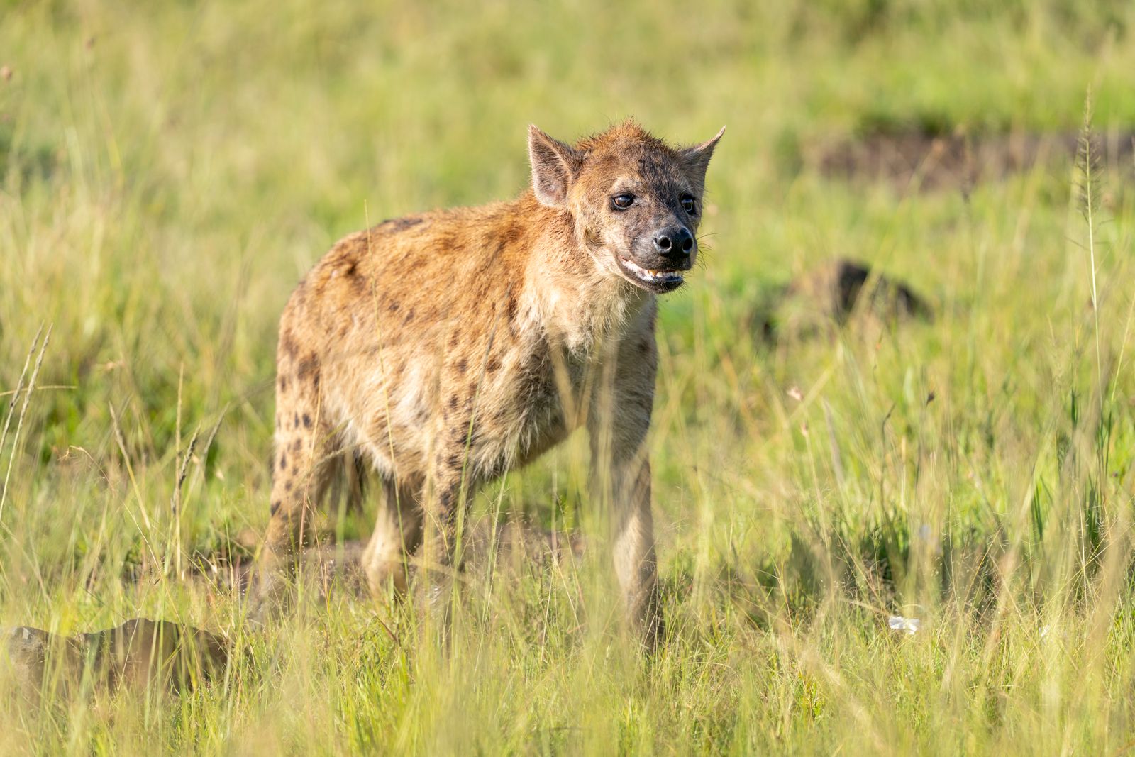 Hyena Photos, Download The BEST Free Hyena Stock Photos & HD Images