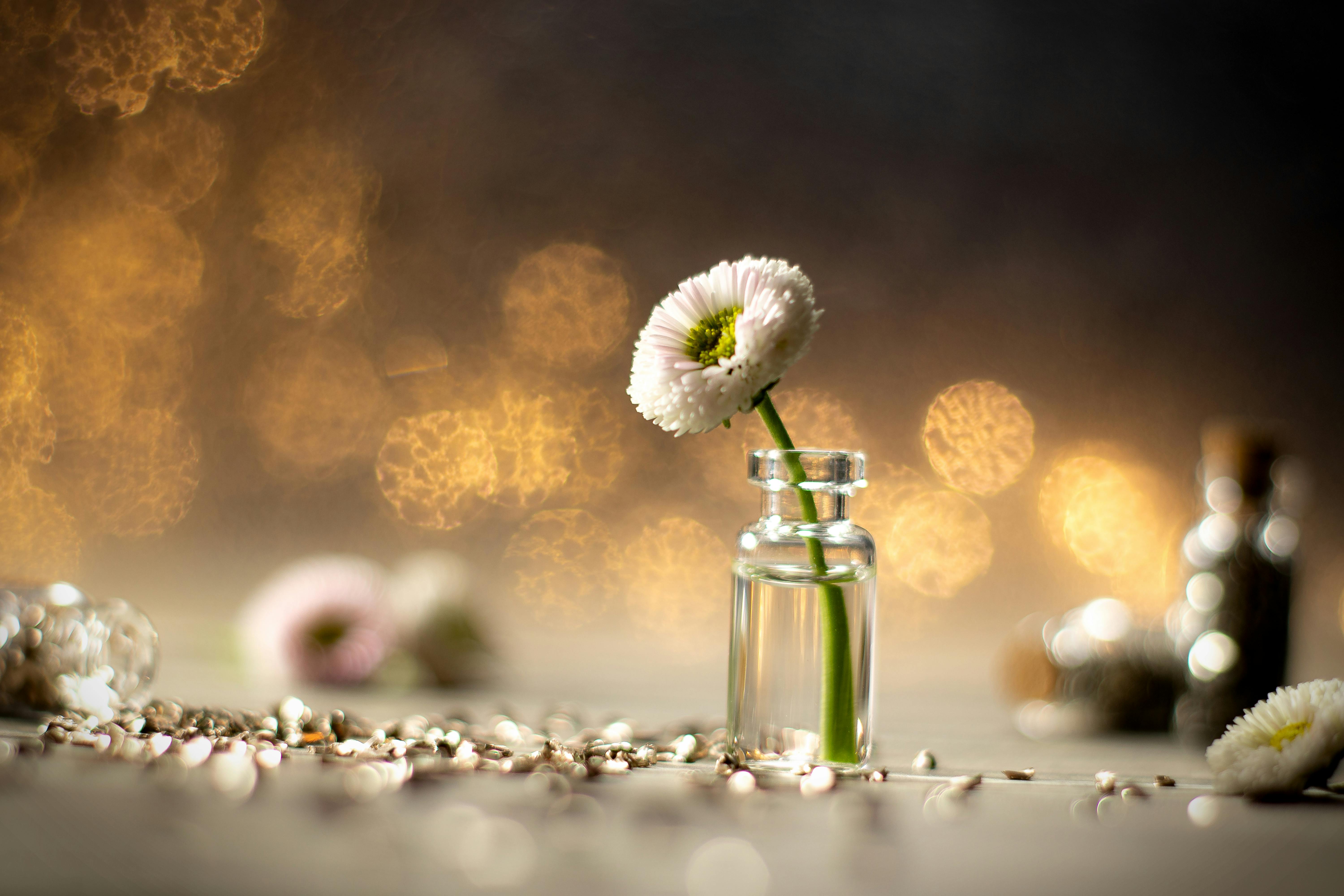 Delicate Daisy in Glass Bottle with Bokeh Background · Free Stock Photo